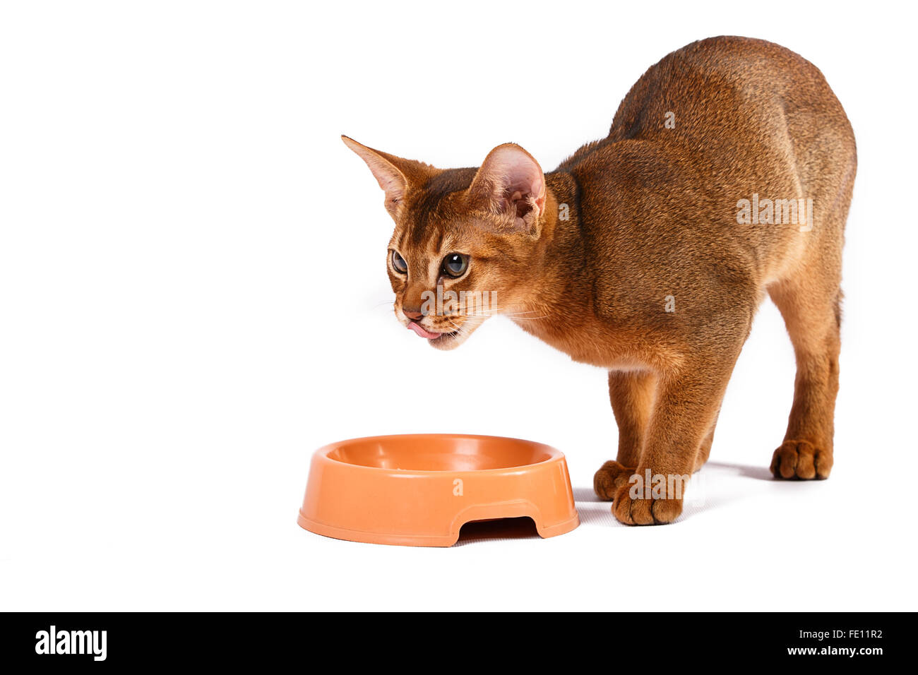 Abyssinian cat food Isolated on white background Stock Photo - Alamy