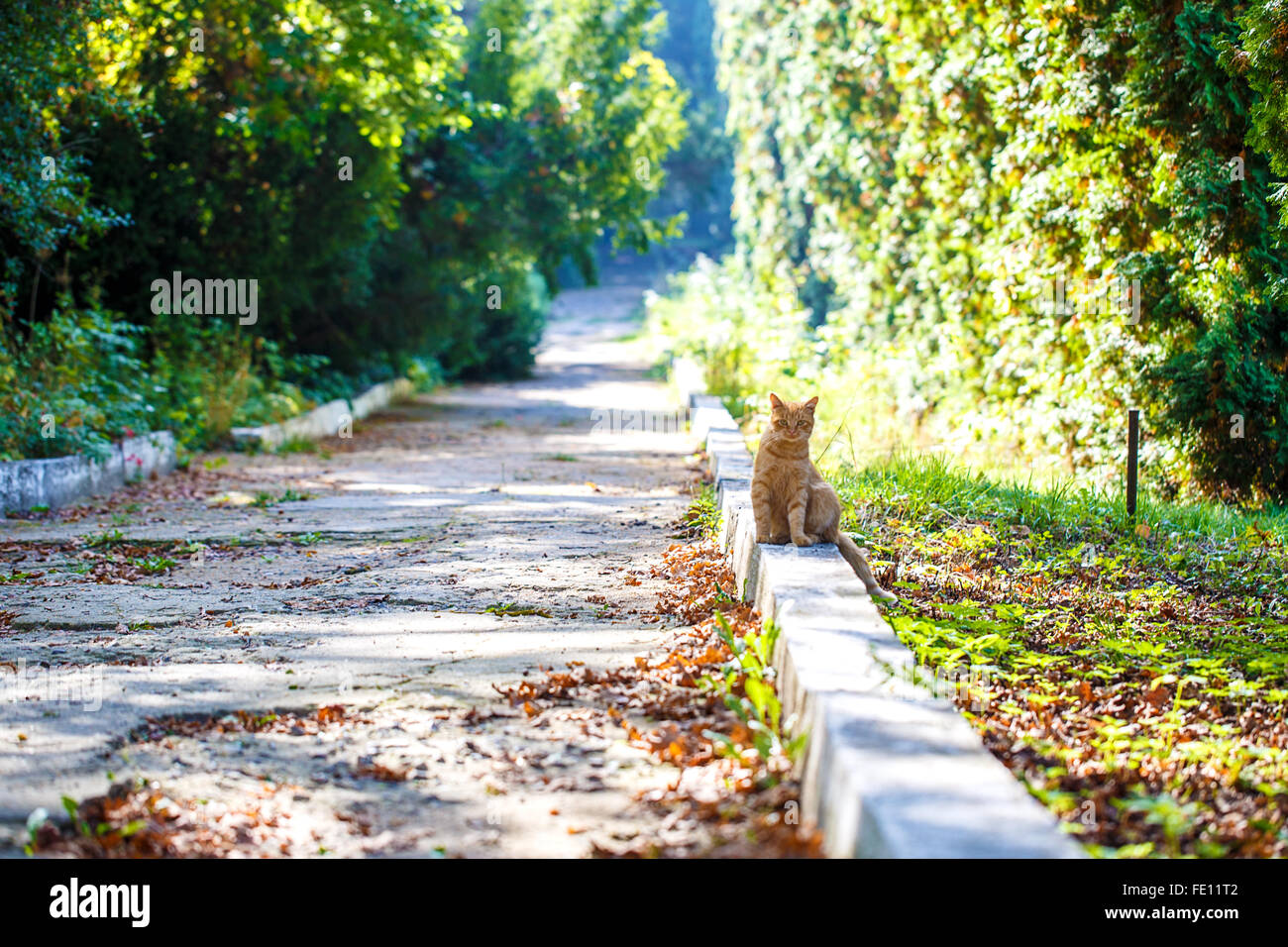 red cat park path outside Stock Photo - Alamy