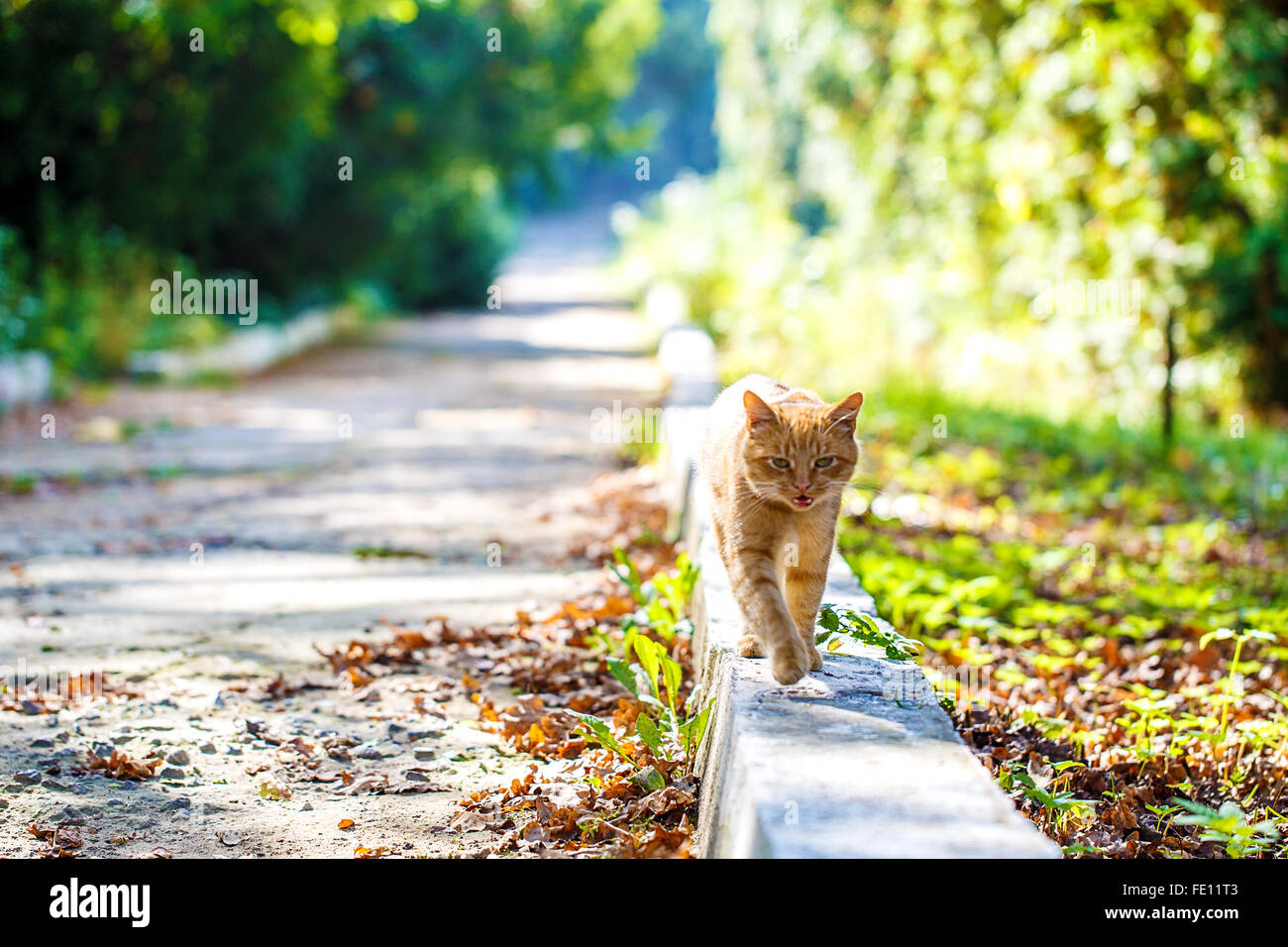 red cat park path outside Stock Photo - Alamy