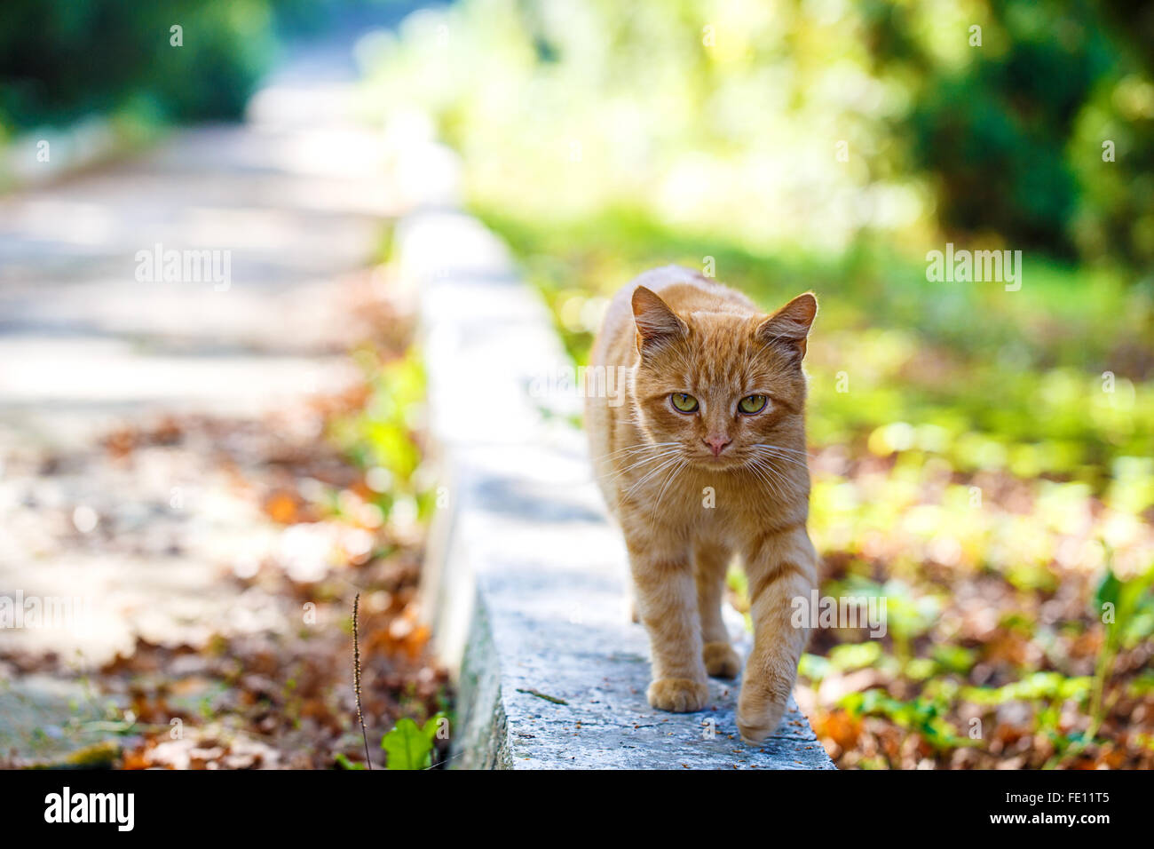 red cat park path outside Stock Photo - Alamy