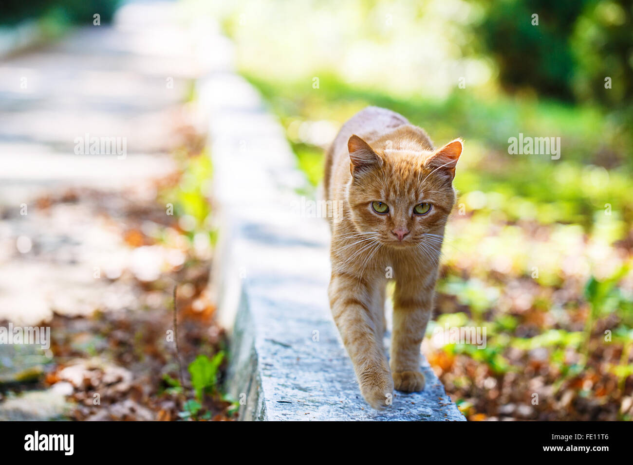 red cat park path outside Stock Photo - Alamy