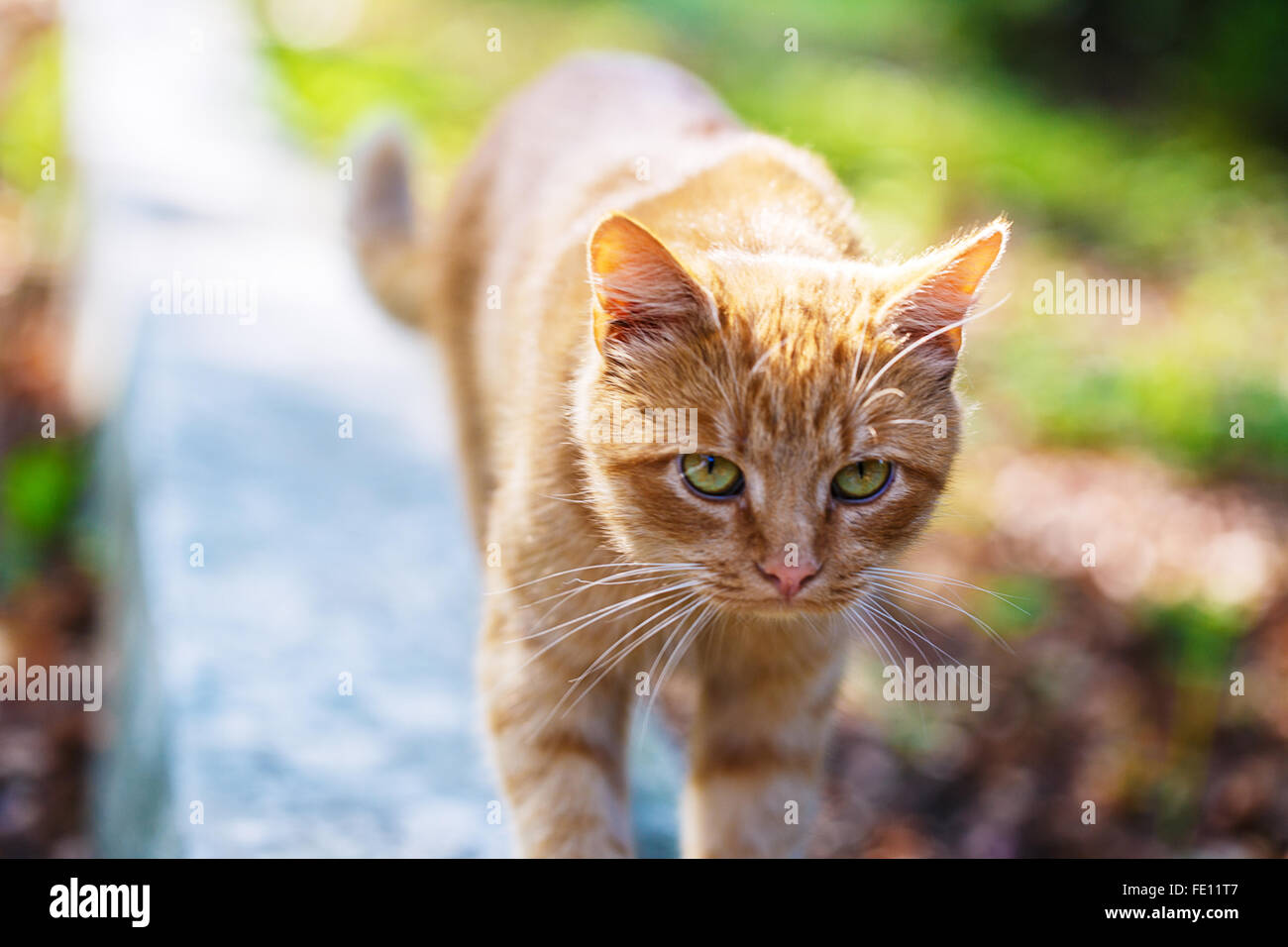 red cat park path outside Stock Photo - Alamy
