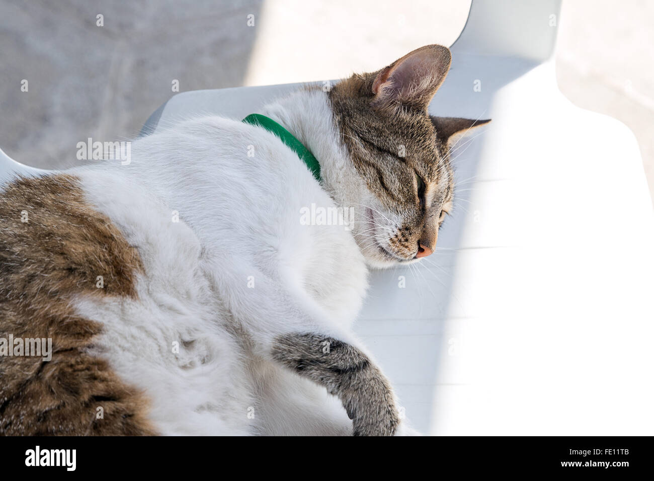 cat asleep in the shade Stock Photo - Alamy