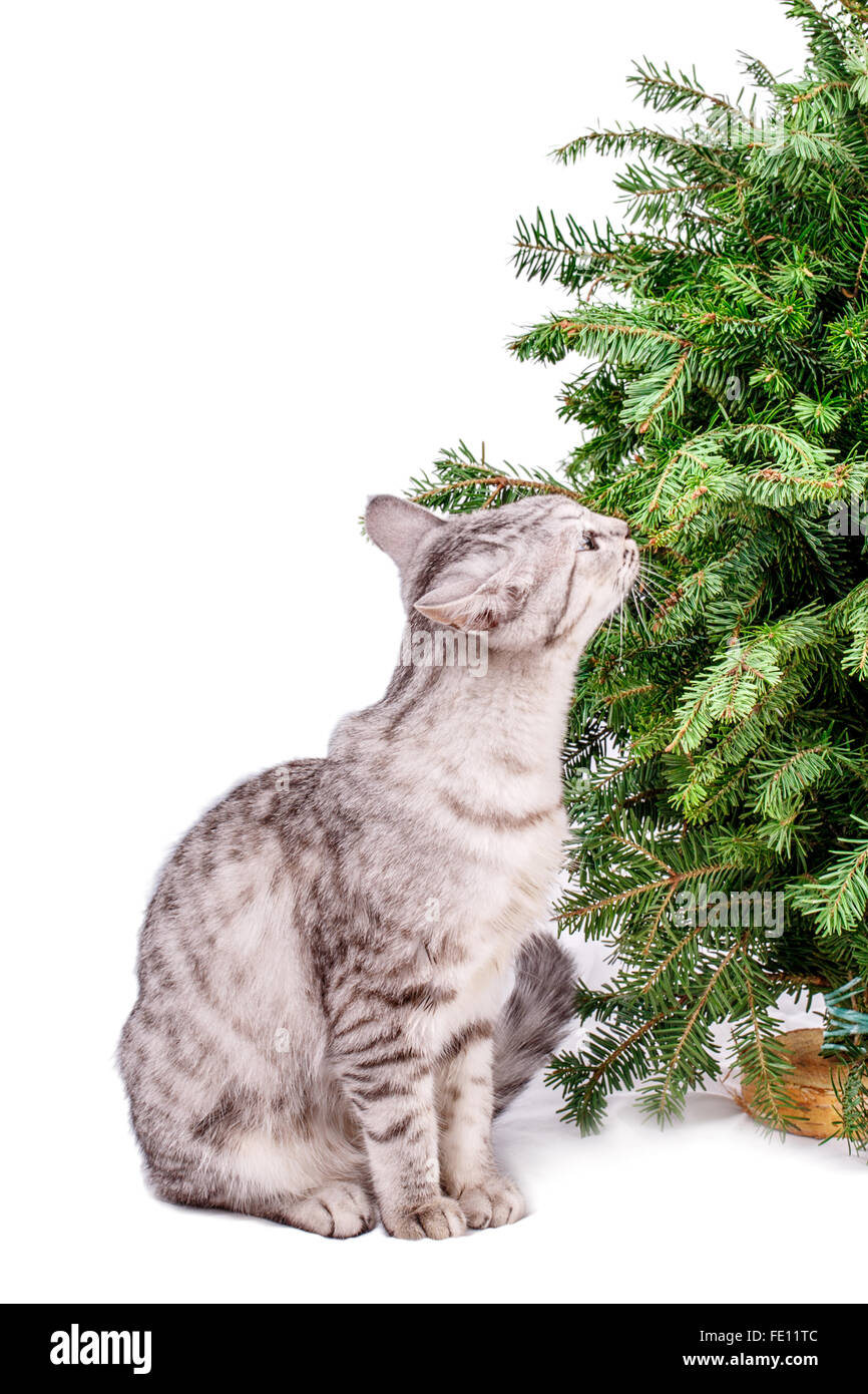 Cat Christmas Tree Isolated on white background Stock Photo - Alamy