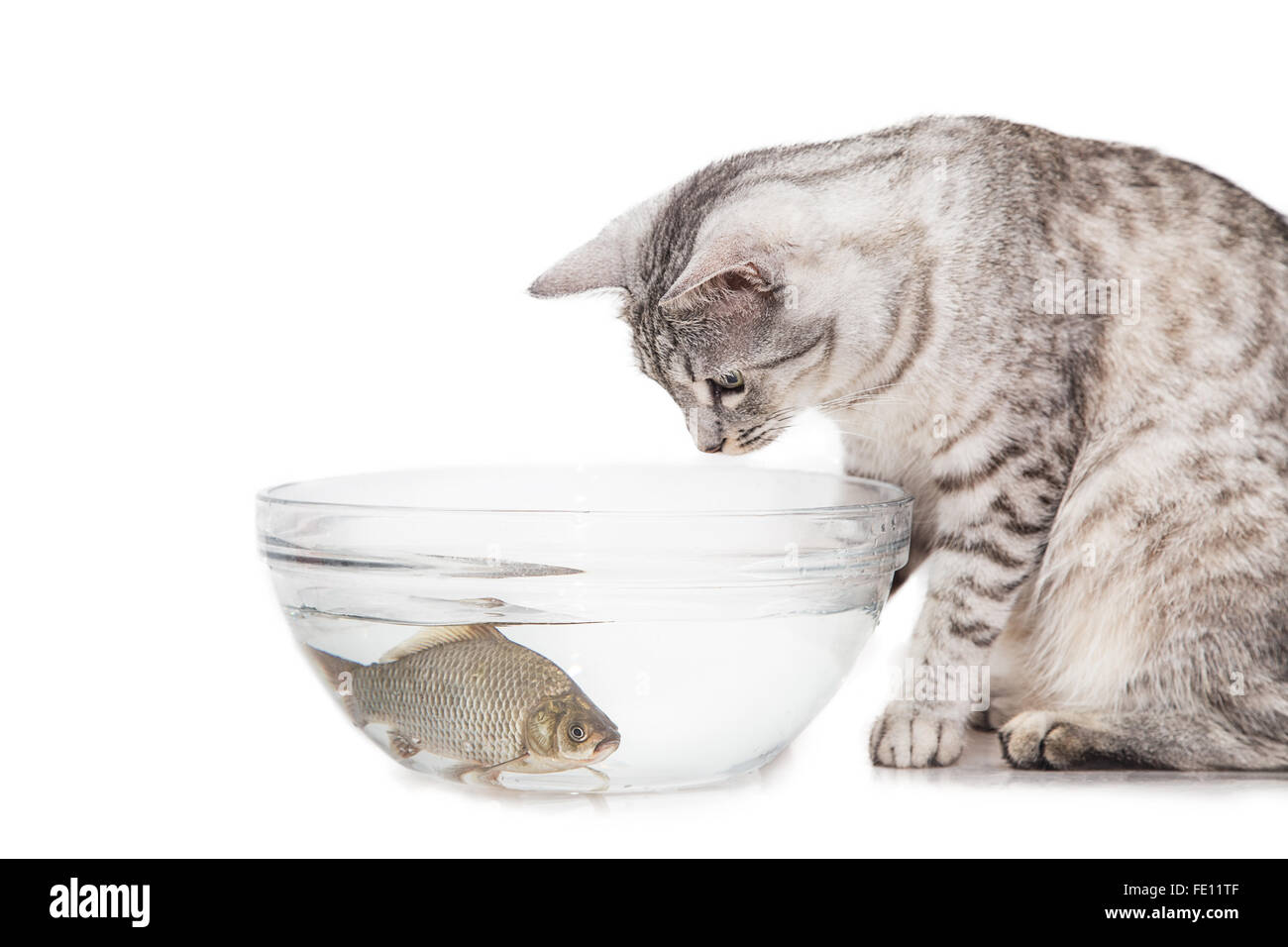 cat fish aquarium Isolated on white background Stock Photo - Alamy