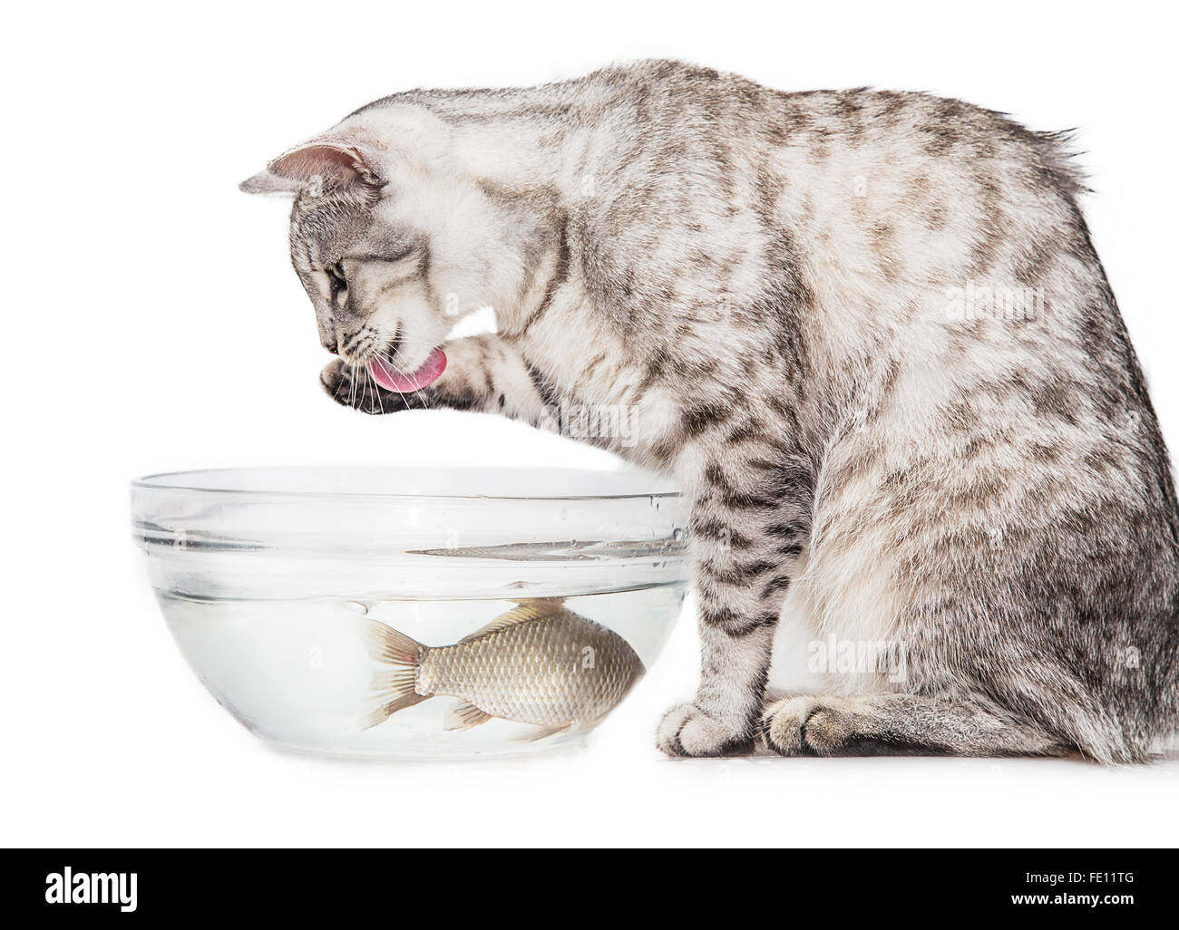 cat fish aquarium Isolated on white background Stock Photo - Alamy