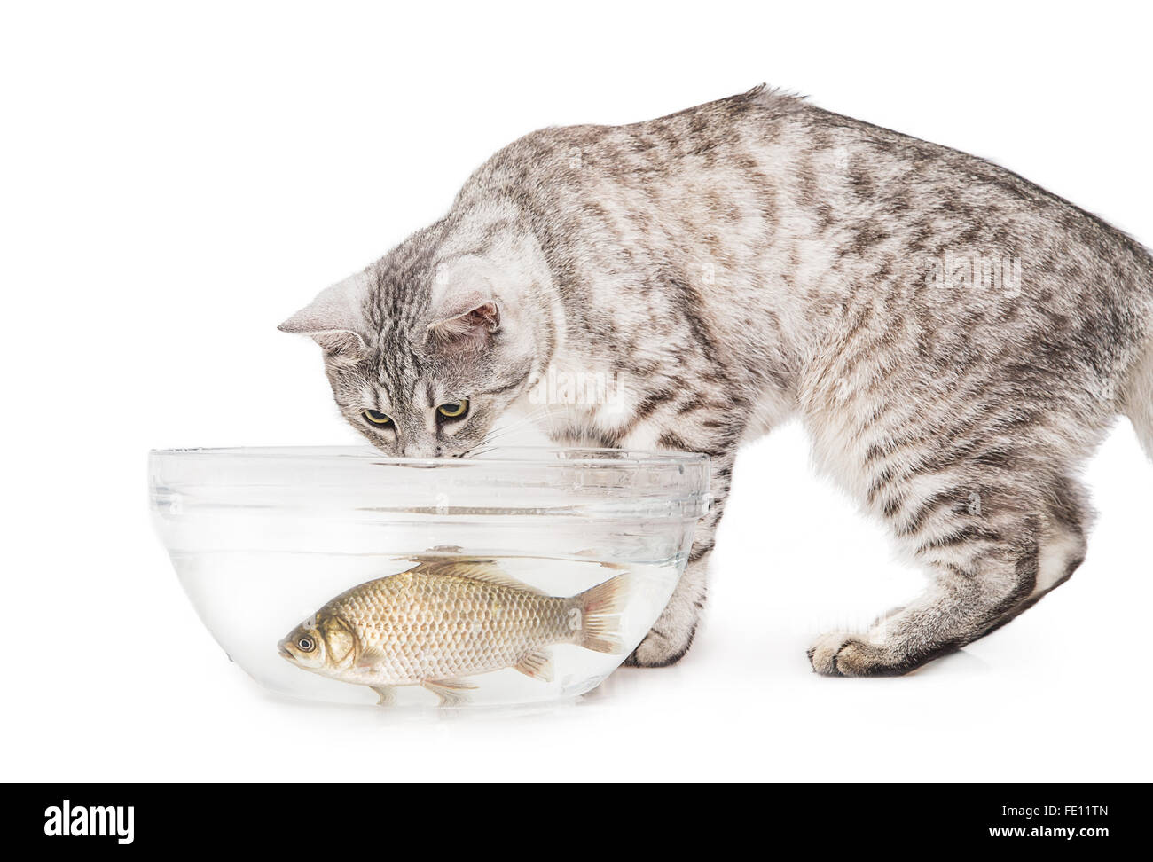 cat fish aquarium Isolated on white background Stock Photo - Alamy