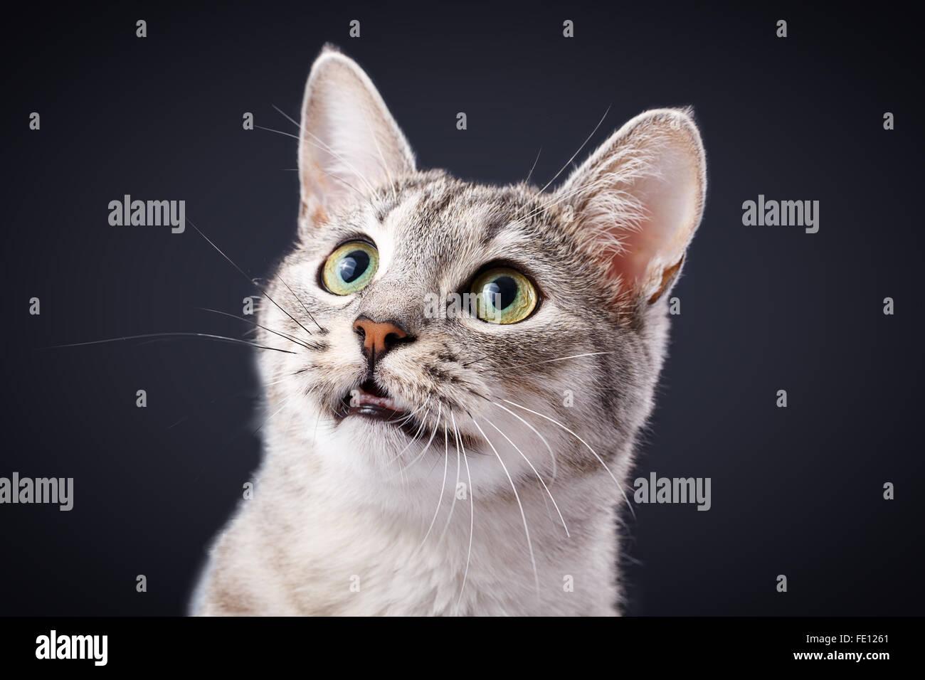 cat meows gray tabby Shorthair Stock Photo - Alamy