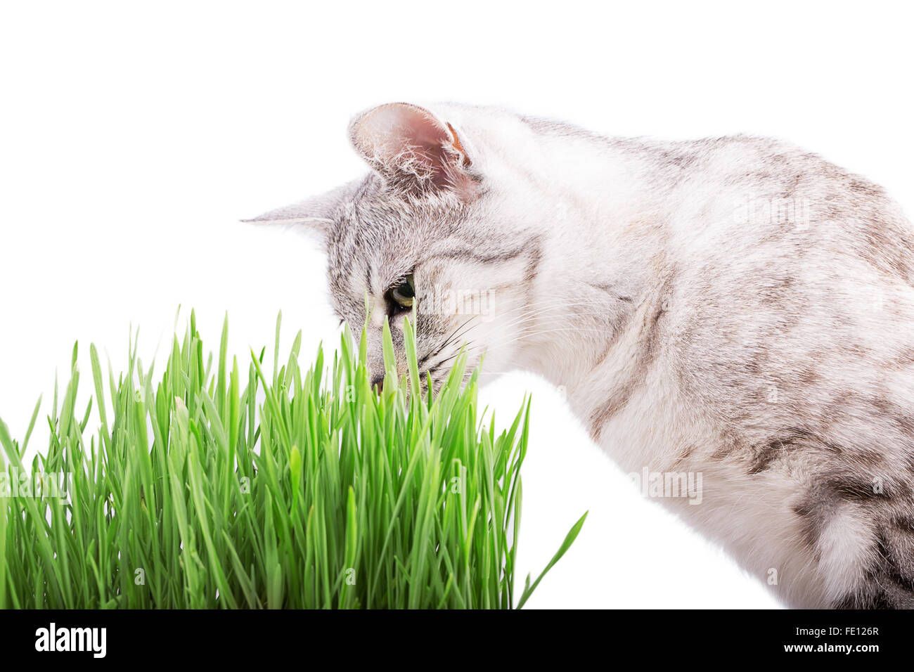 green grass cat Isolated on white background Stock Photo - Alamy