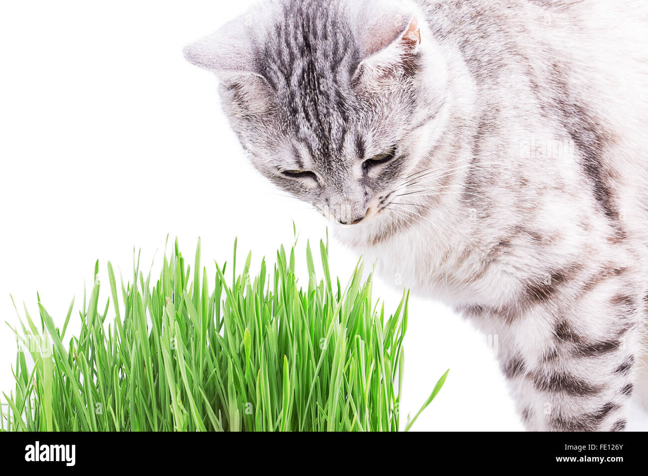 green grass cat Isolated on white background Stock Photo - Alamy