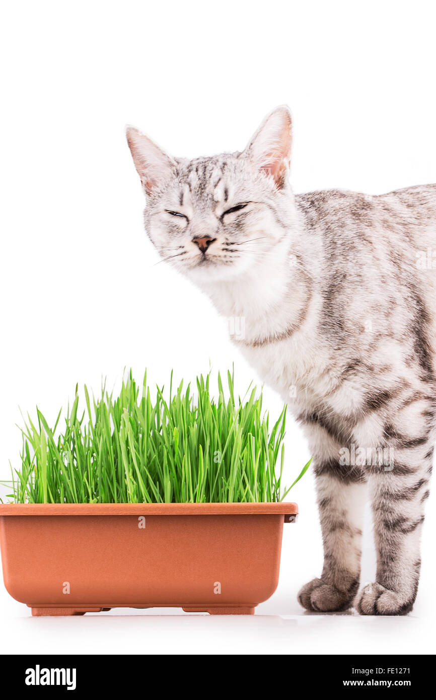 green grass cat Isolated on white background Stock Photo - Alamy