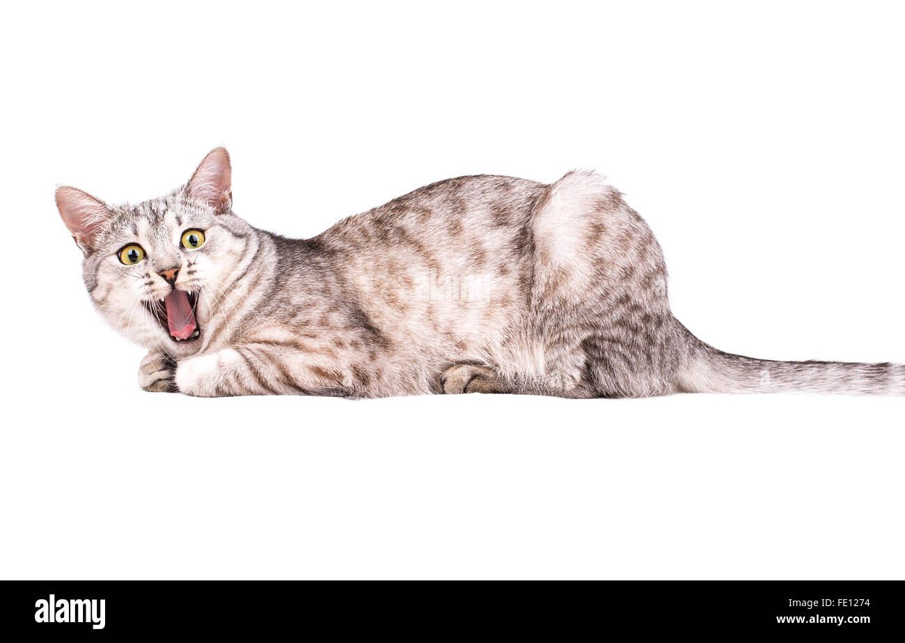 Close up portrait black tabby Cut Out Stock Images & Pictures - Alamy