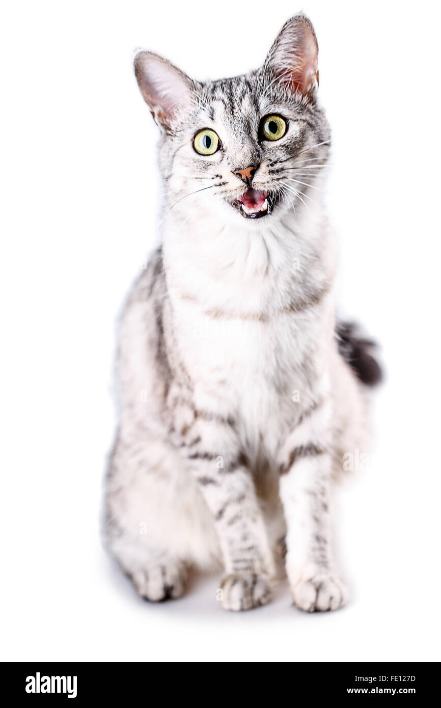 cat meows Isolated on white background Stock Photo - Alamy