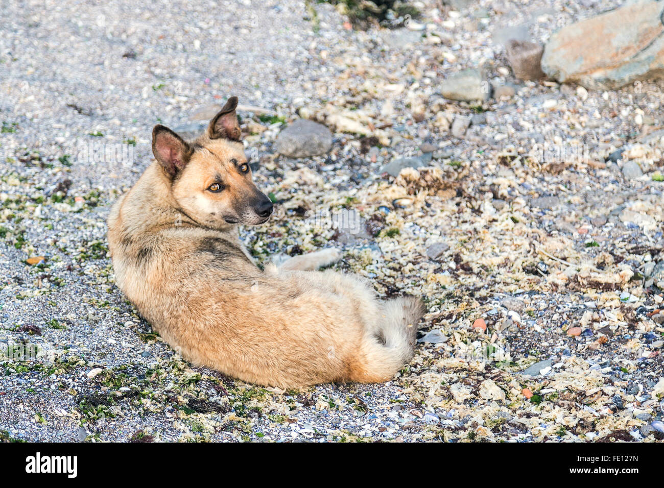 Red dog rocks hi-res stock photography and images - Alamy