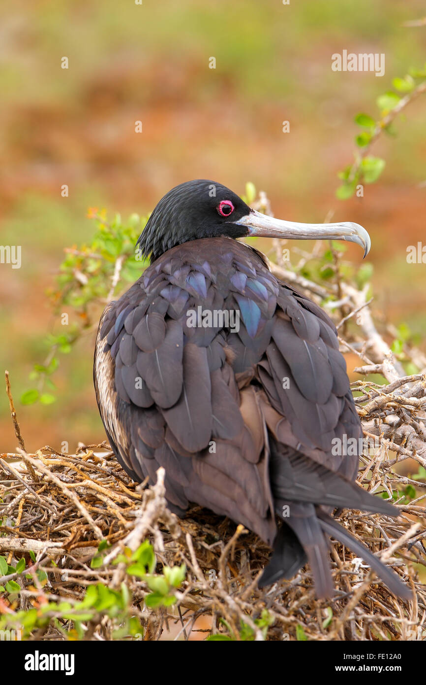 Magnificent frigate bird female hi-res stock photography and images - Alamy