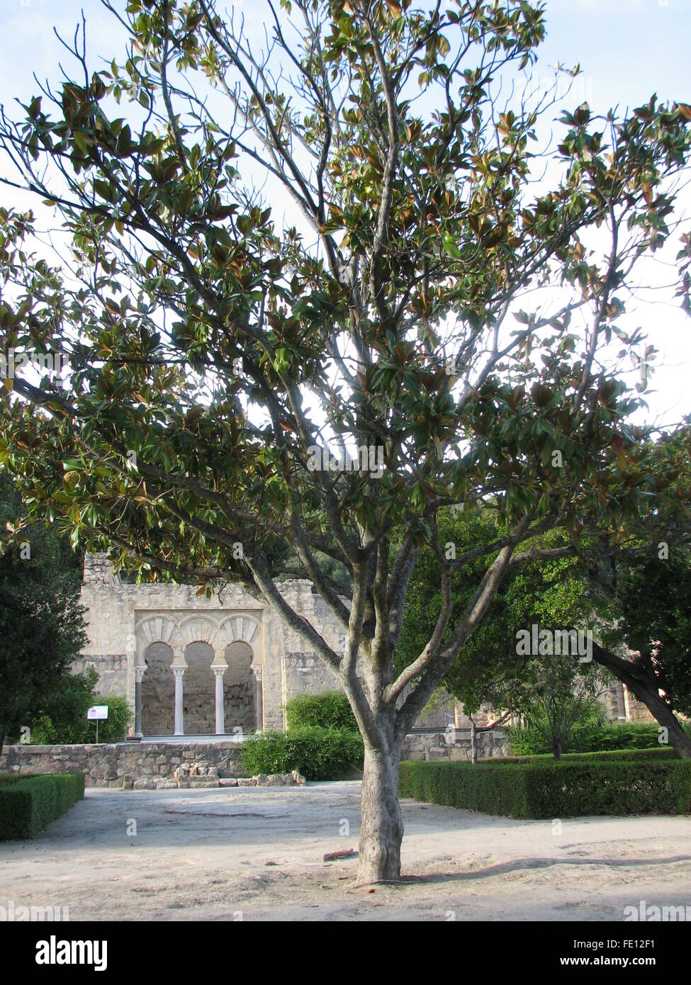 A tree at the Moorish Muslim/Islamic caliphate city Medina Azahara ...