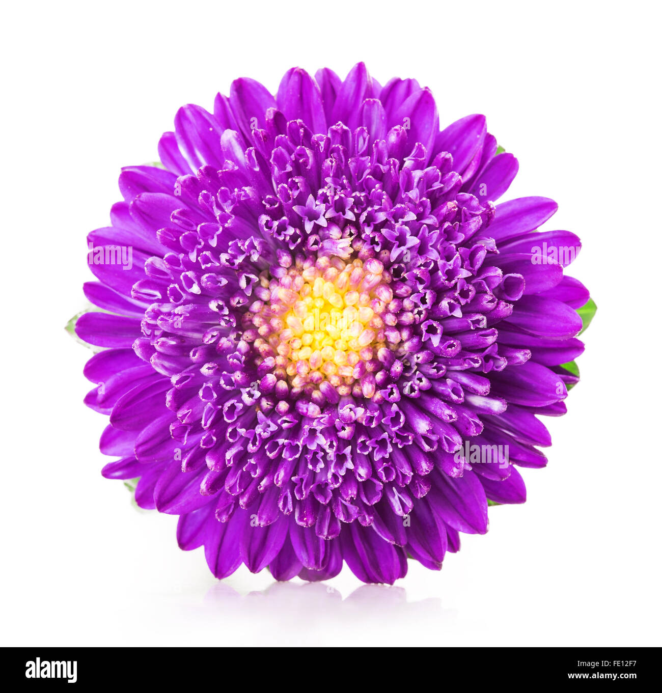 purple chrysanthemum flower Isolated on white background Stock Photo ...