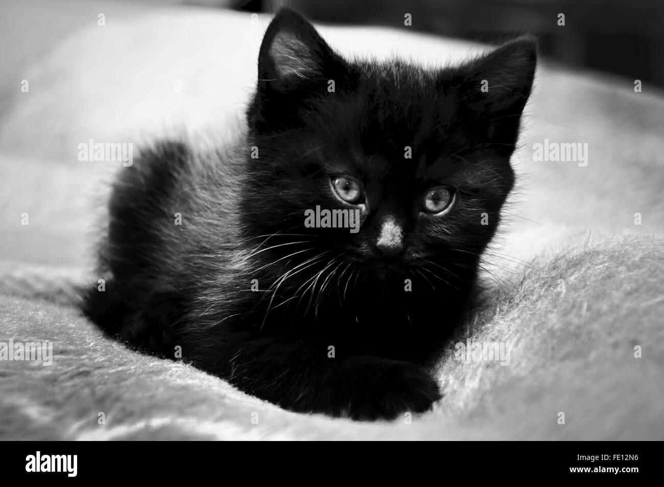 Black and white house cat Black and White Stock Photos & Images - Alamy