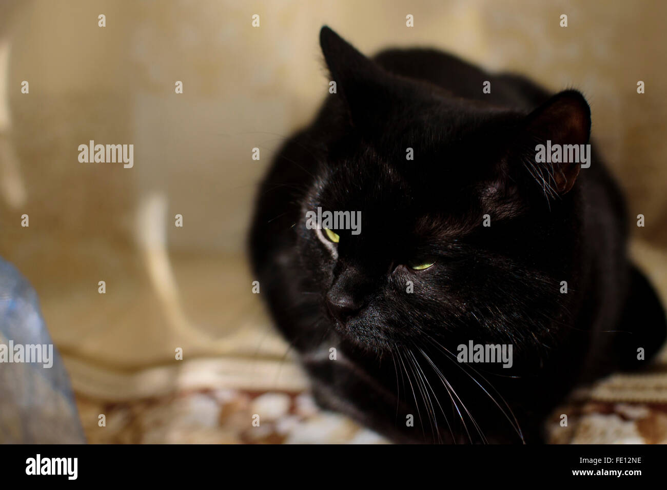 Black cat snoozing in the shade Stock Photo - Alamy