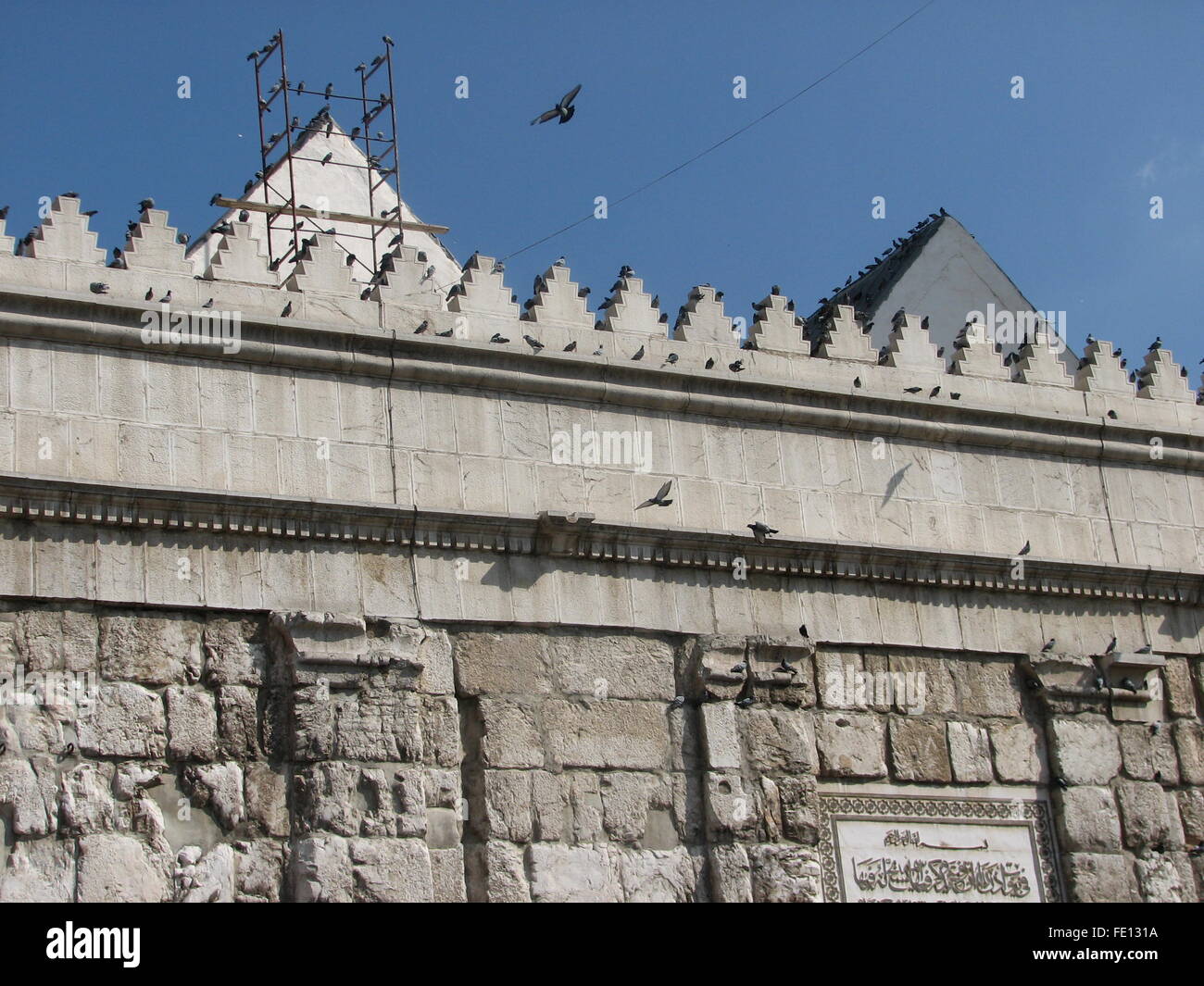 Birds of syria hi-res stock photography and images - Alamy