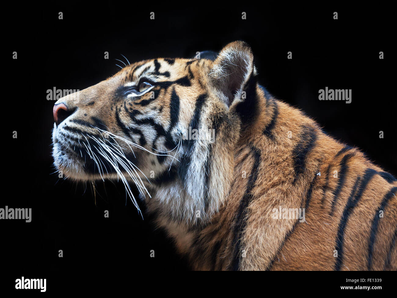 The Sumatran tiger is a rare tiger subspecies that inhabits the ...