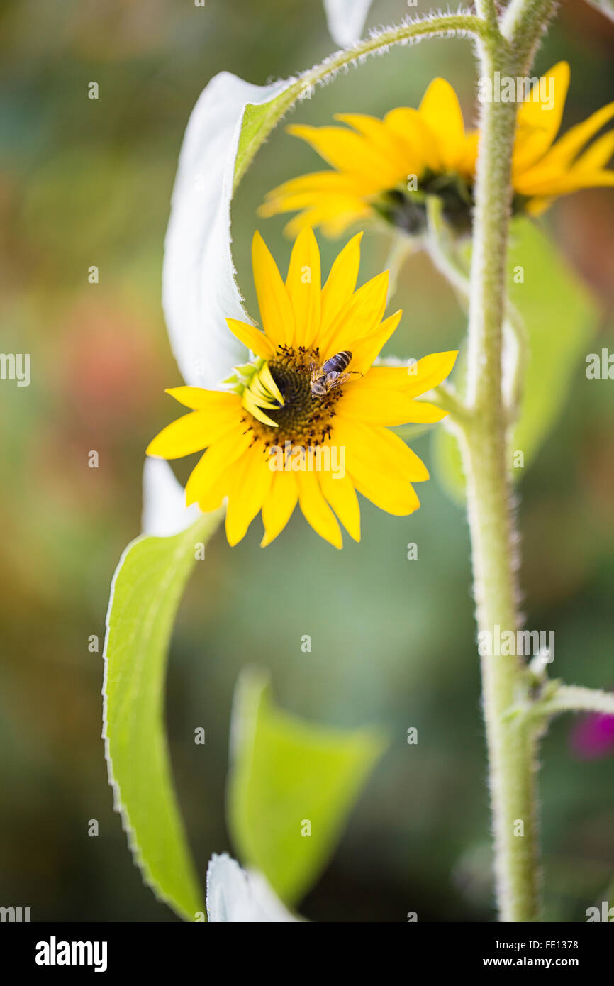 sunflower closeup plant Stock Photo - Alamy