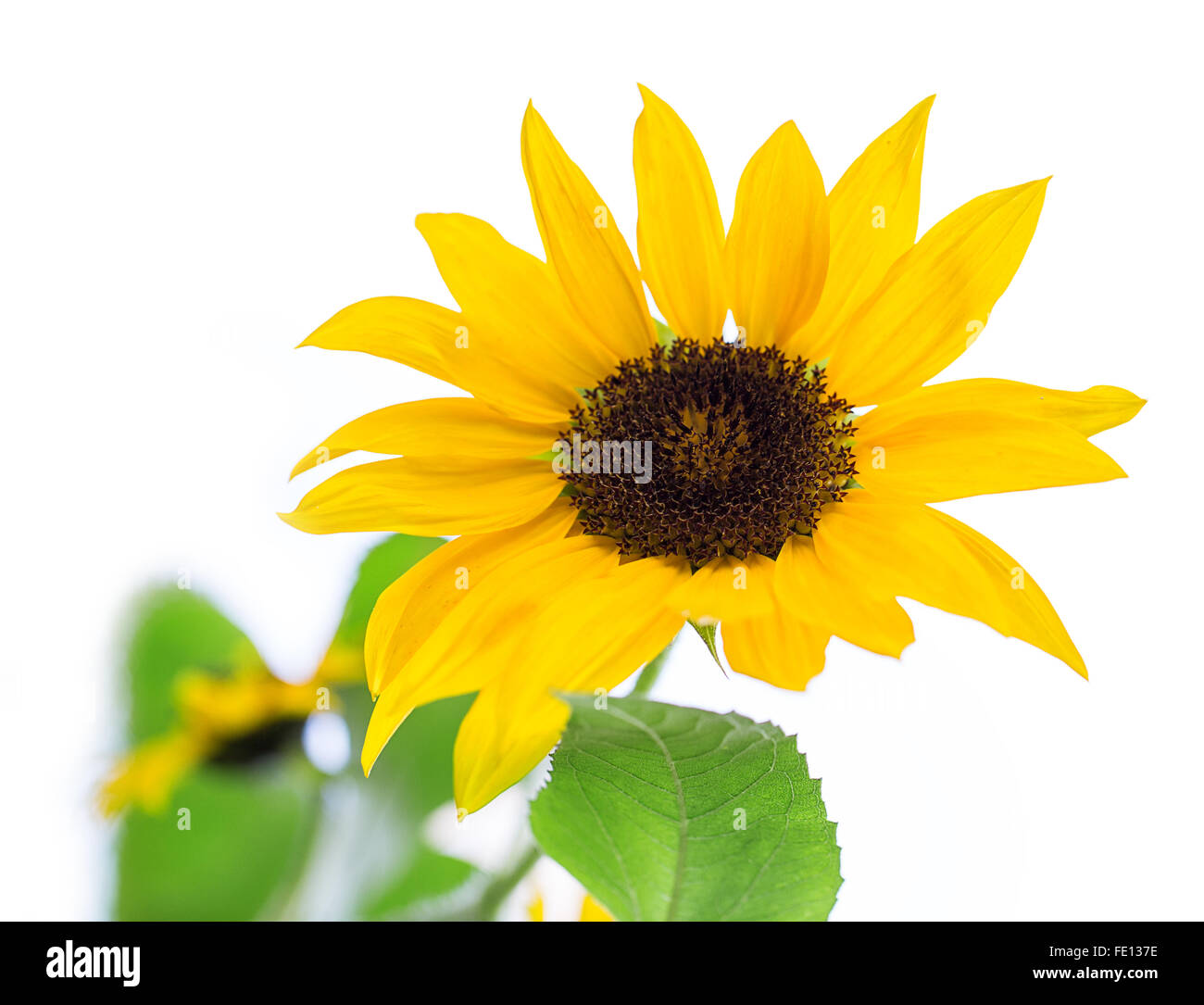 sunflower closeup plant Stock Photo - Alamy