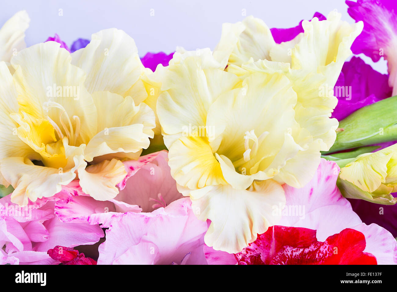 Gladiolus flower background Stock Photo - Alamy