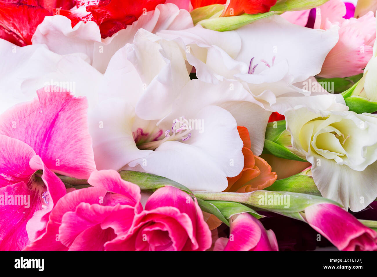 Gladiolus flower background Stock Photo - Alamy