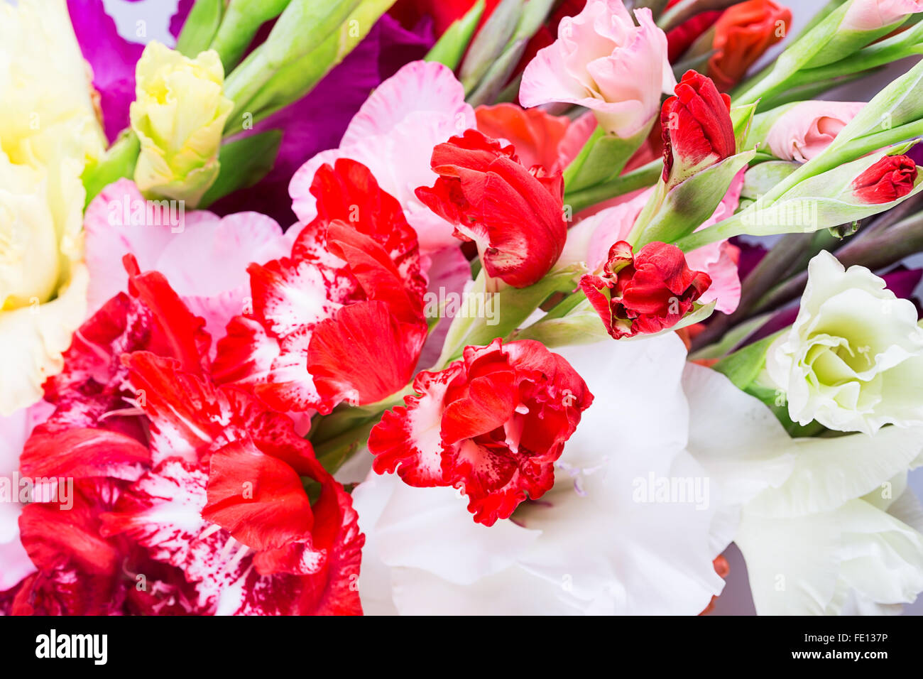 Gladiolus flower background Stock Photo - Alamy
