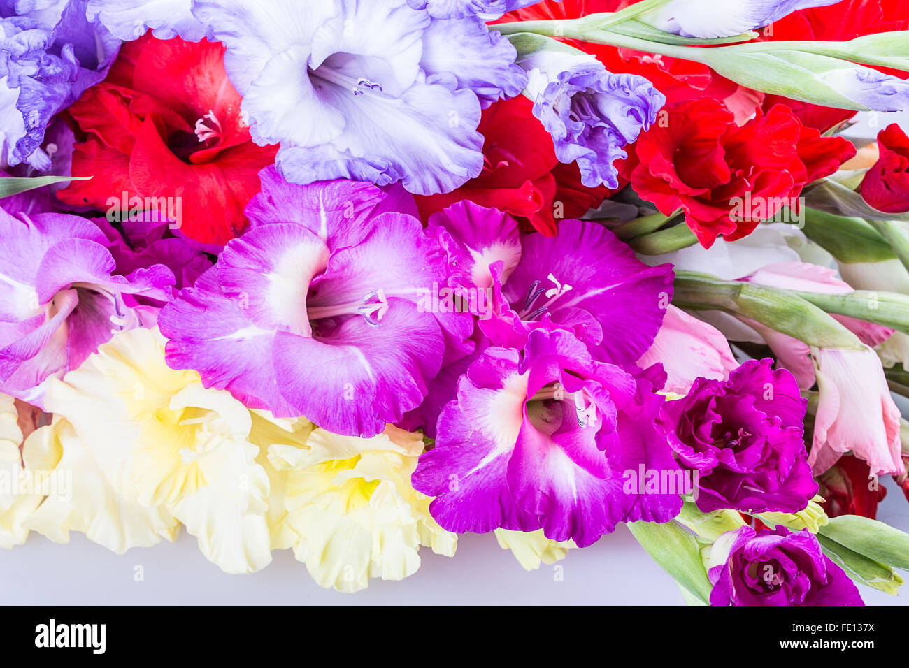 Gladiolus flower background Stock Photo - Alamy