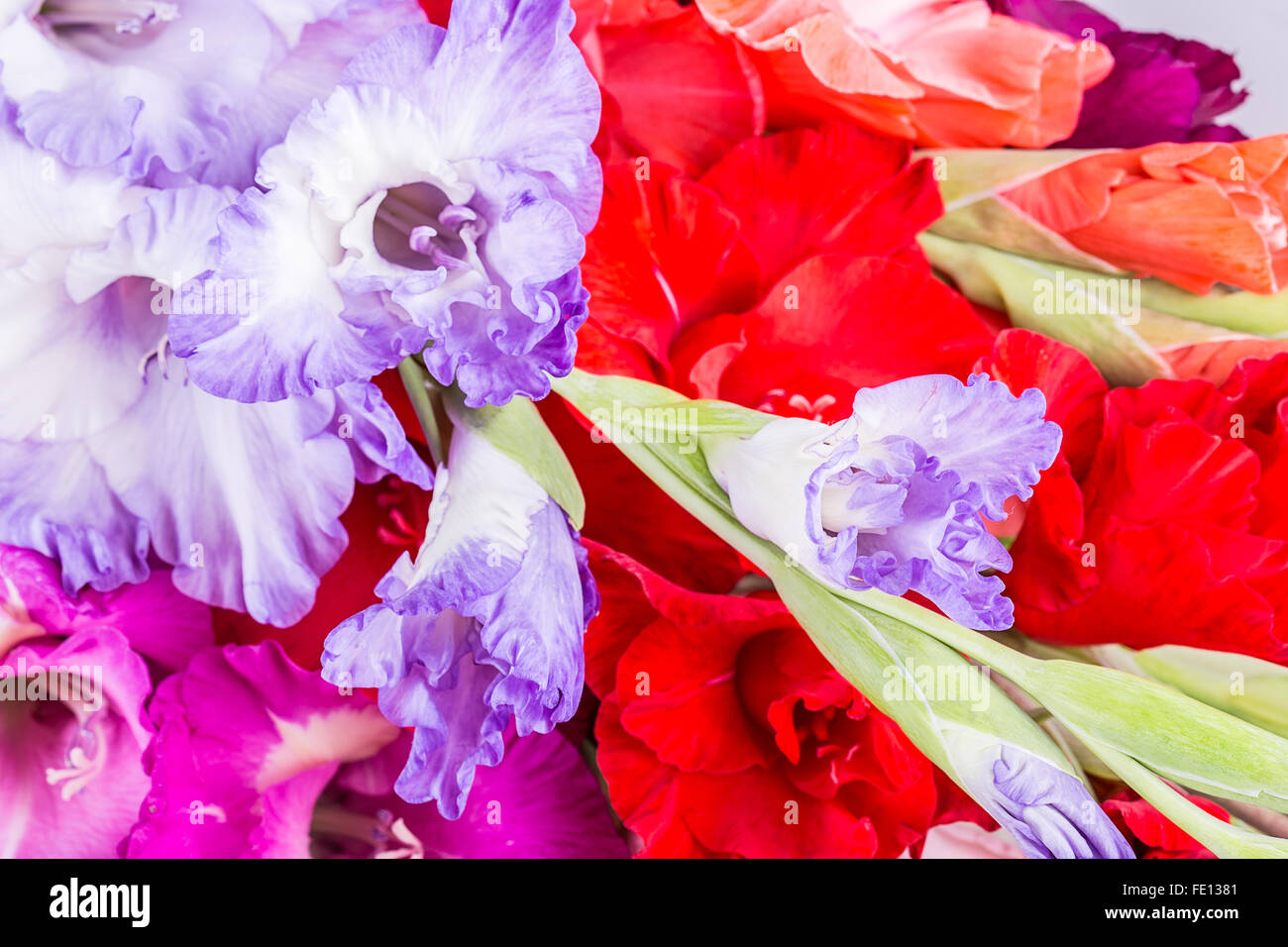 Gladiolus flower background Stock Photo - Alamy