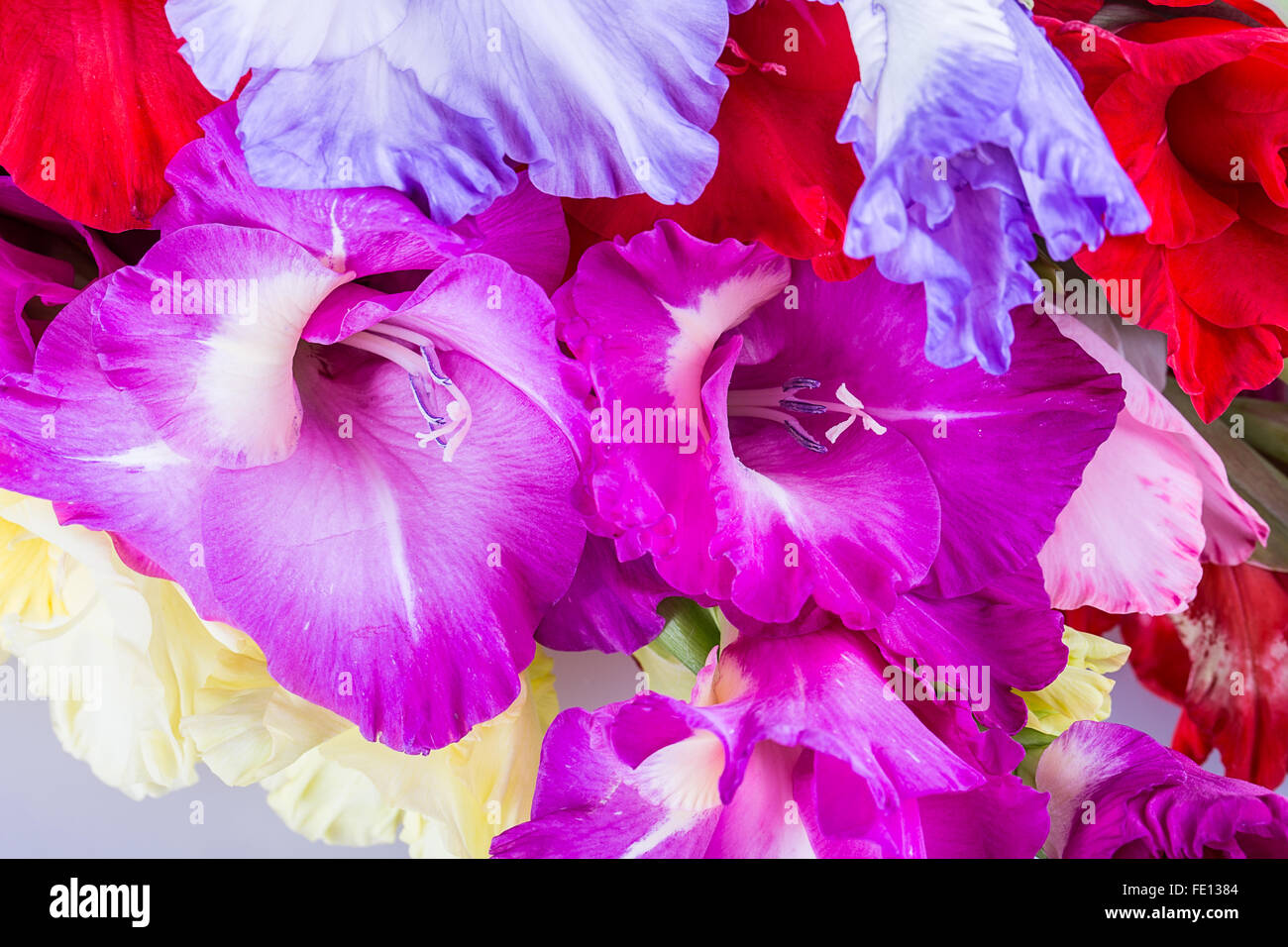 Gladiolus flower background Stock Photo - Alamy