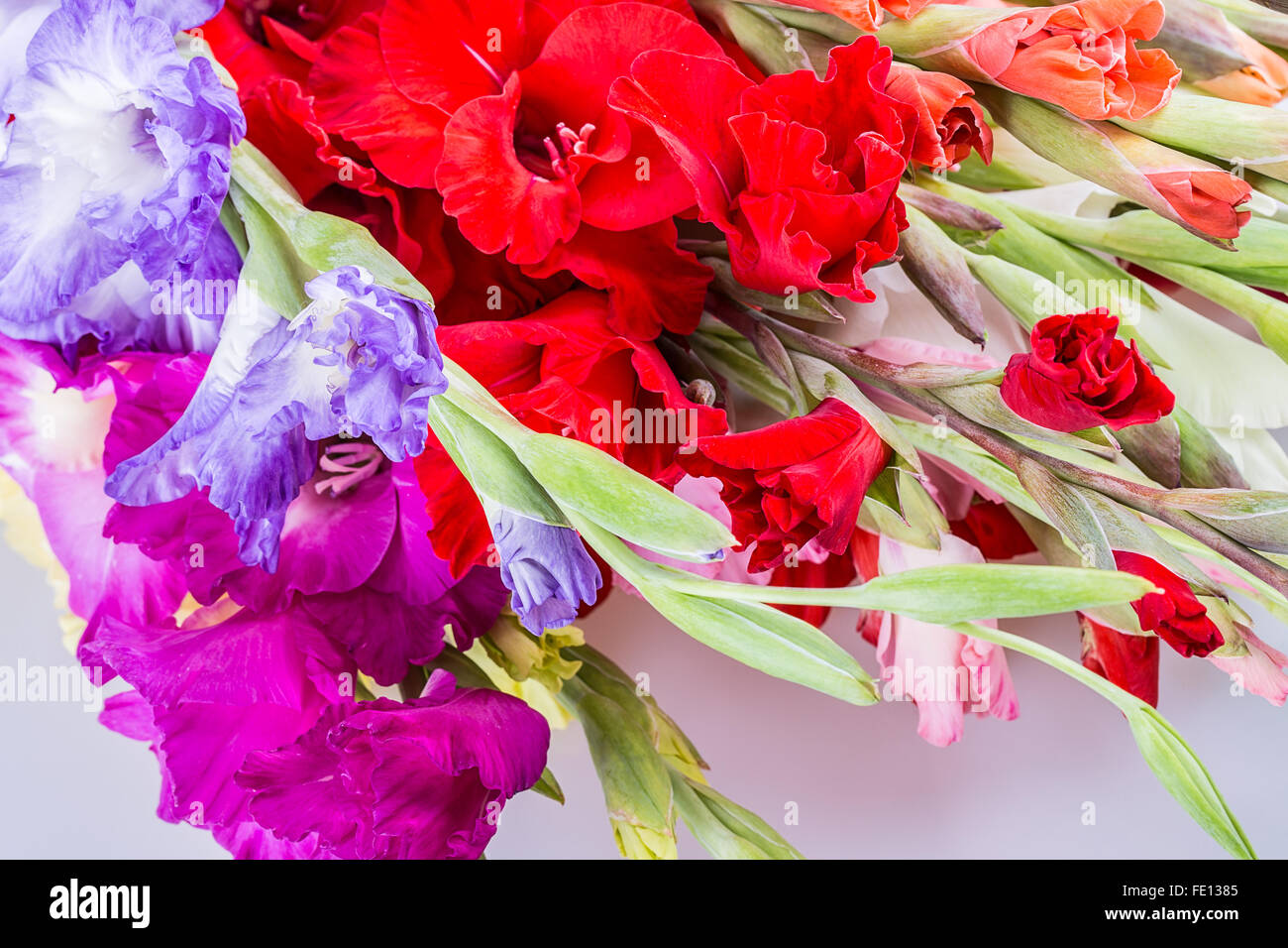 Gladiolus flower background Stock Photo - Alamy