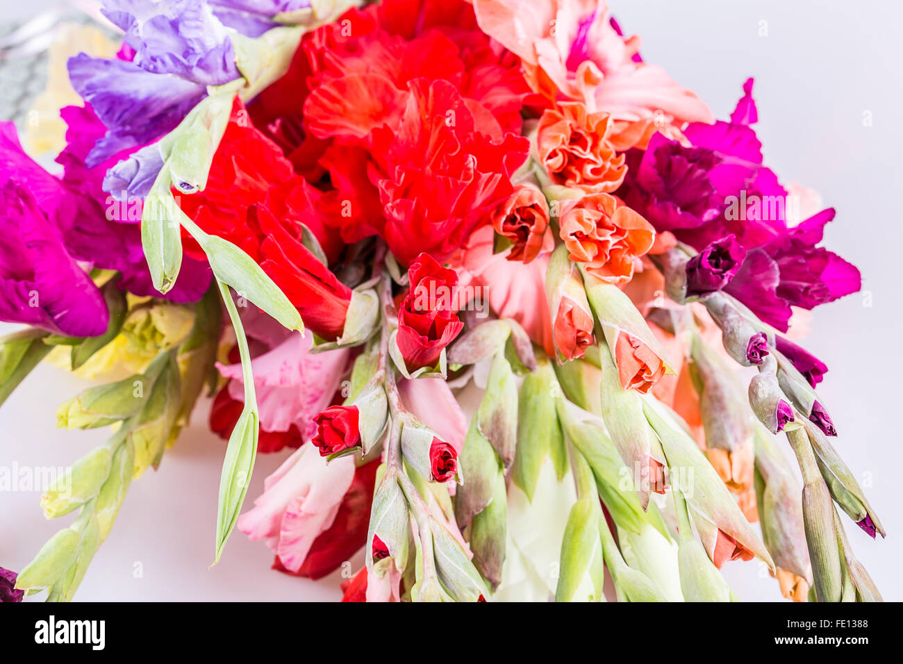 Gladiolus flower background Stock Photo - Alamy