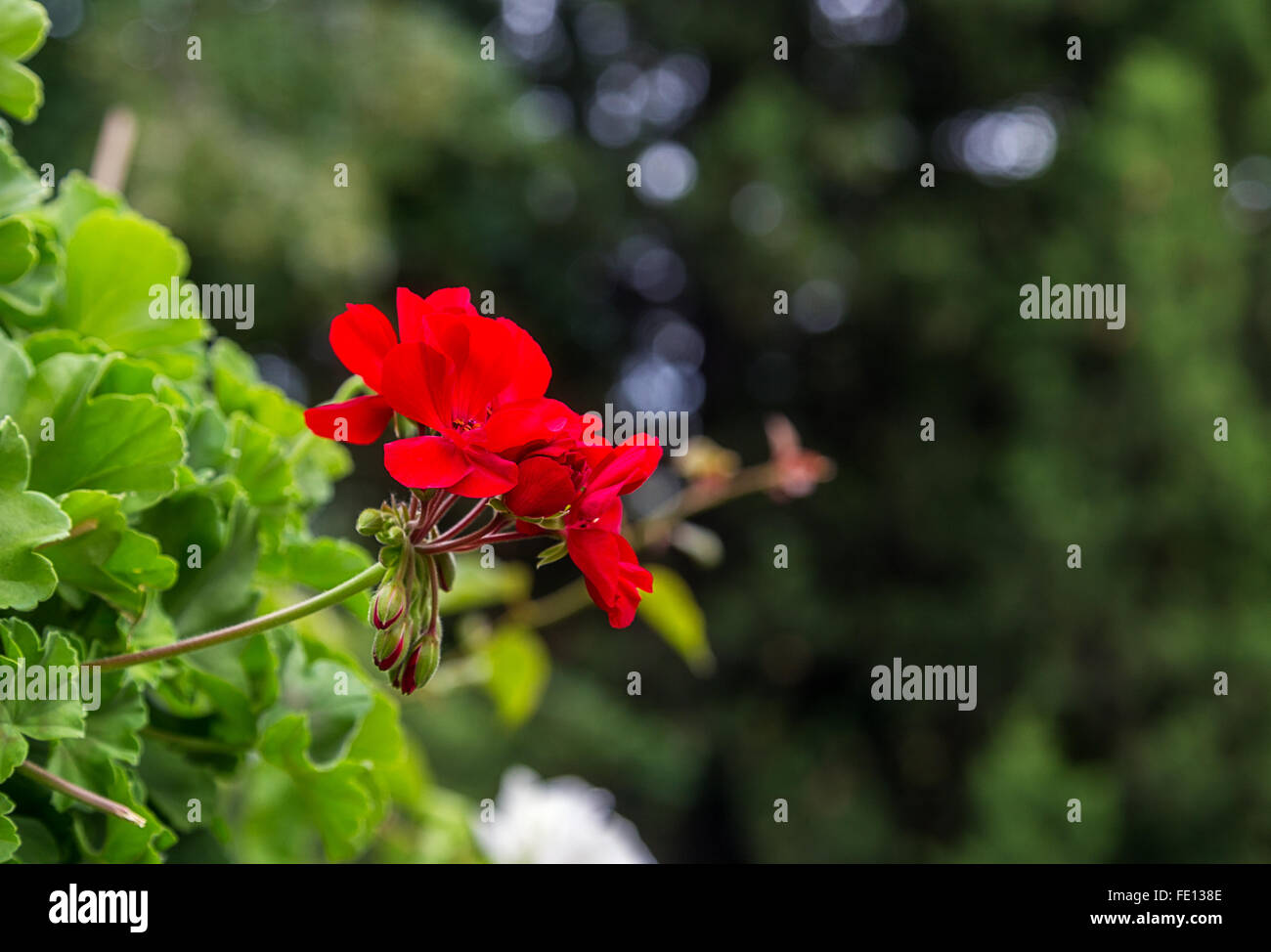 geranium flower blooming red buds Stock Photo - Alamy