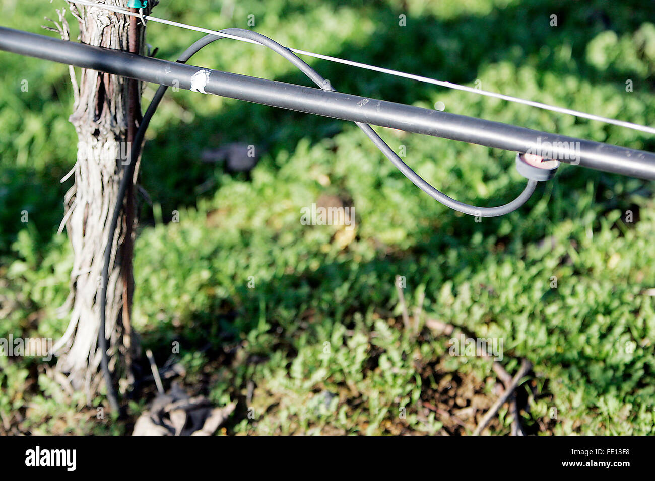 Napa, CA, USA. 27th Jan, 2016. An example of the Deep Root Irrigation ...