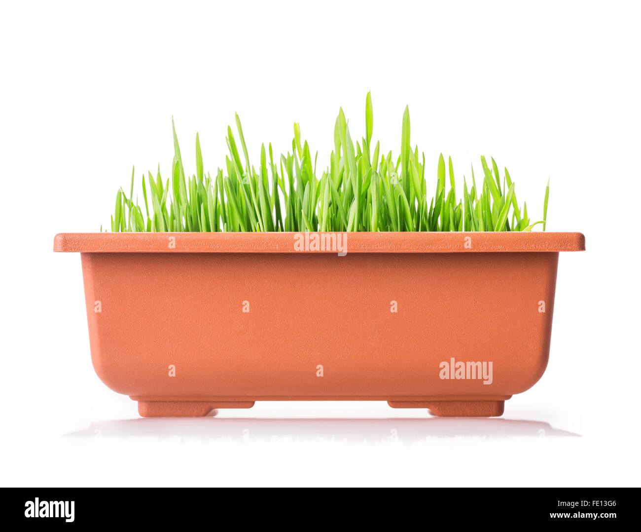 grass pot Isolated on white background Stock Photo - Alamy