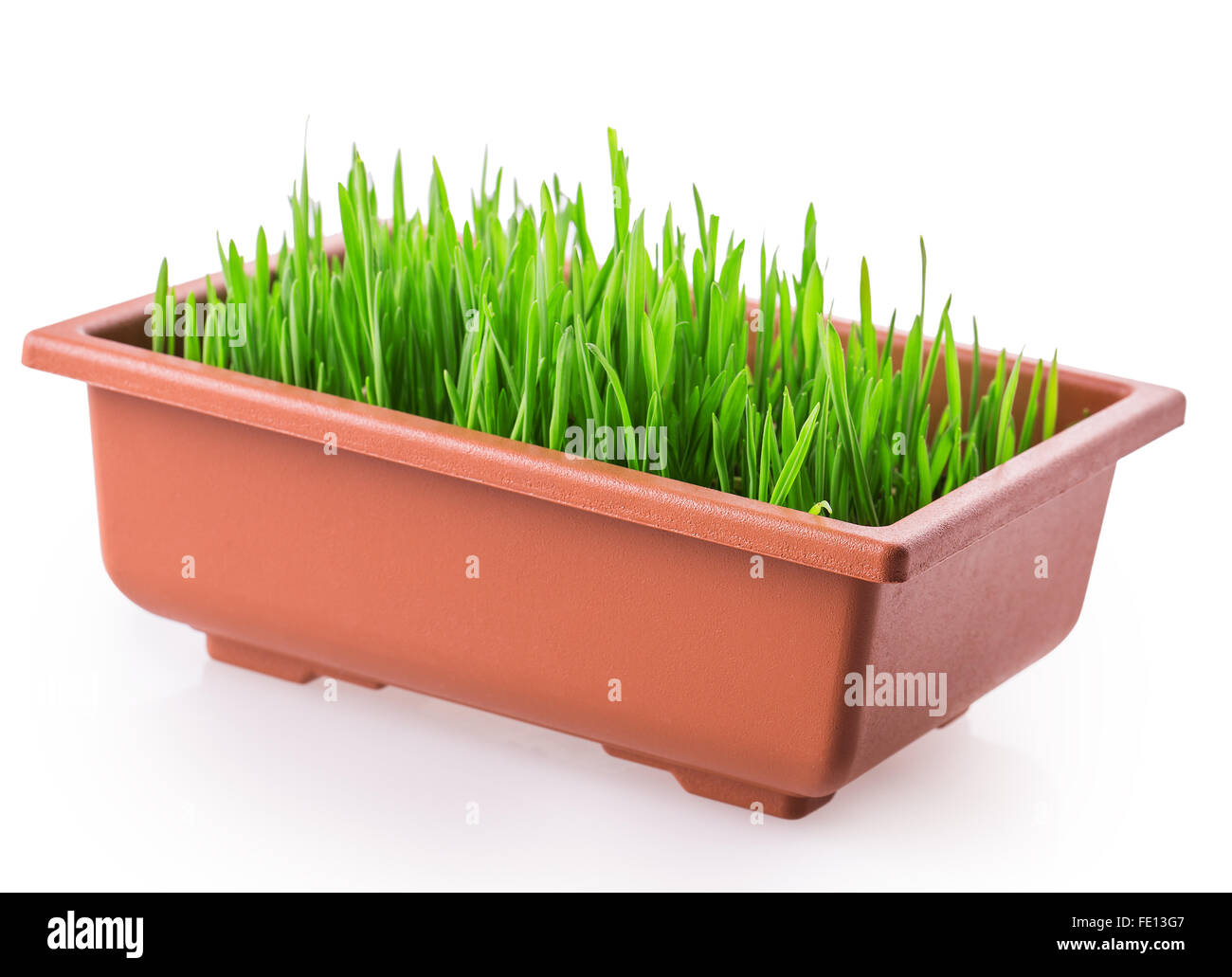 grass pot Isolated on white background Stock Photo - Alamy