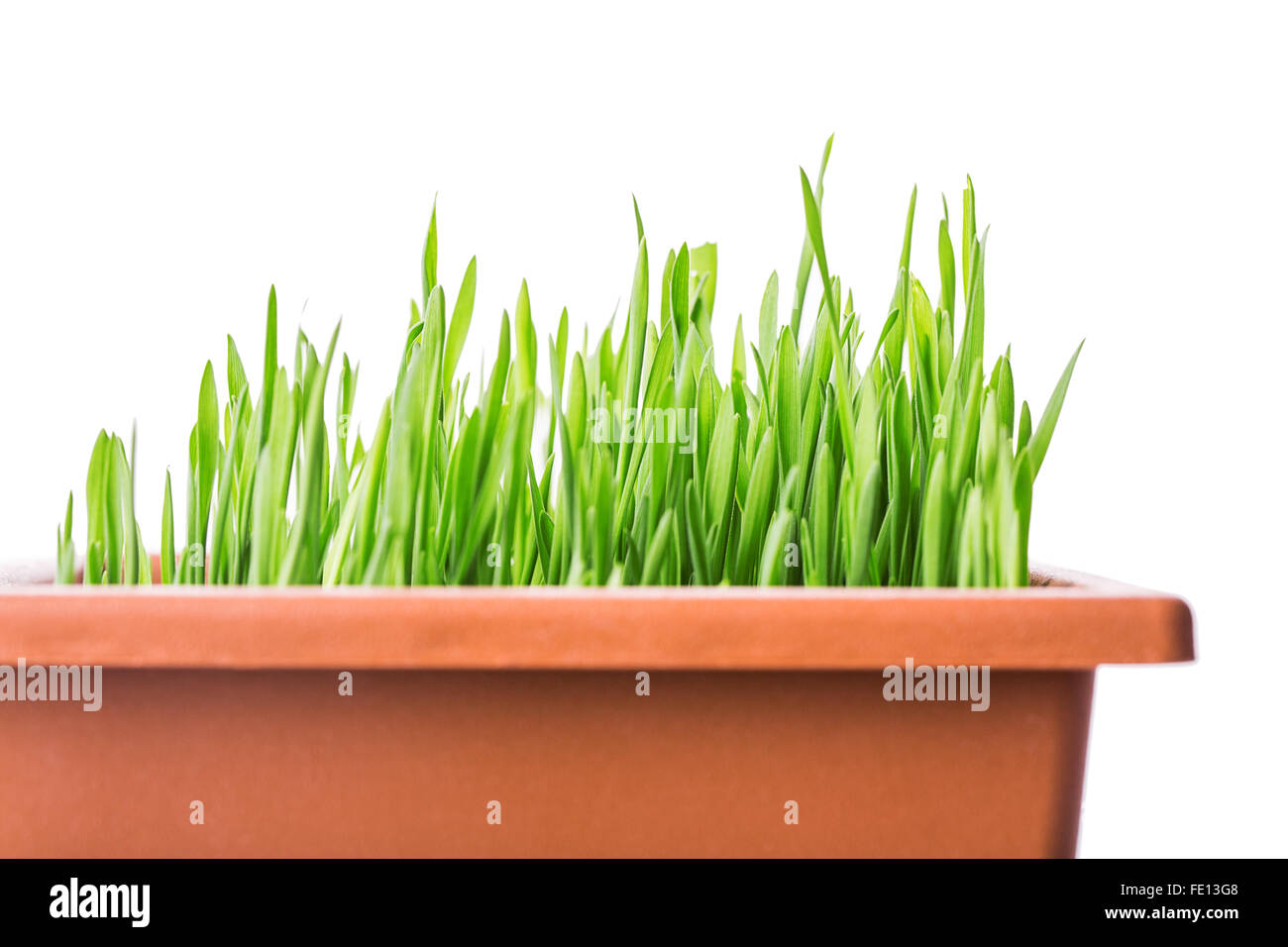 grass pot Isolated on white background Stock Photo - Alamy