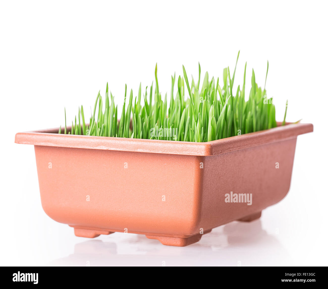 grass pot Isolated on white background Stock Photo - Alamy