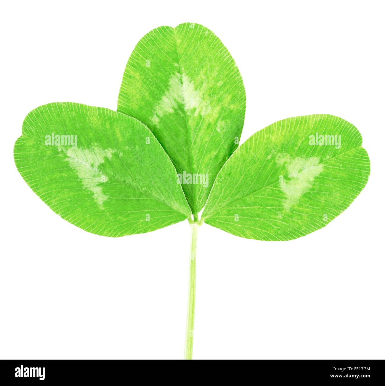 clover green leaf Isolated on white background Stock Photo - Alamy