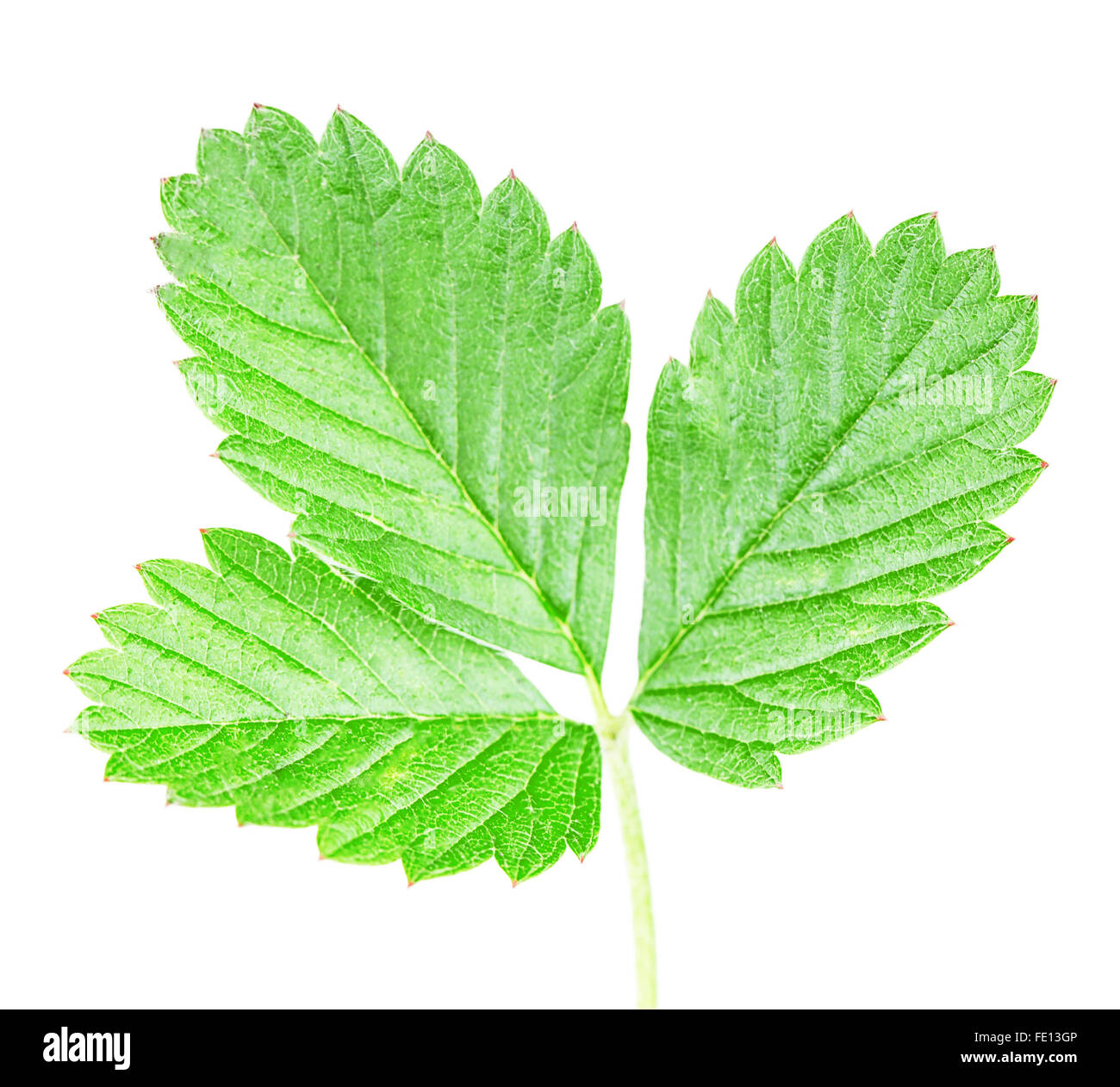 strawberry green leaf Isolated on white background Stock Photo - Alamy