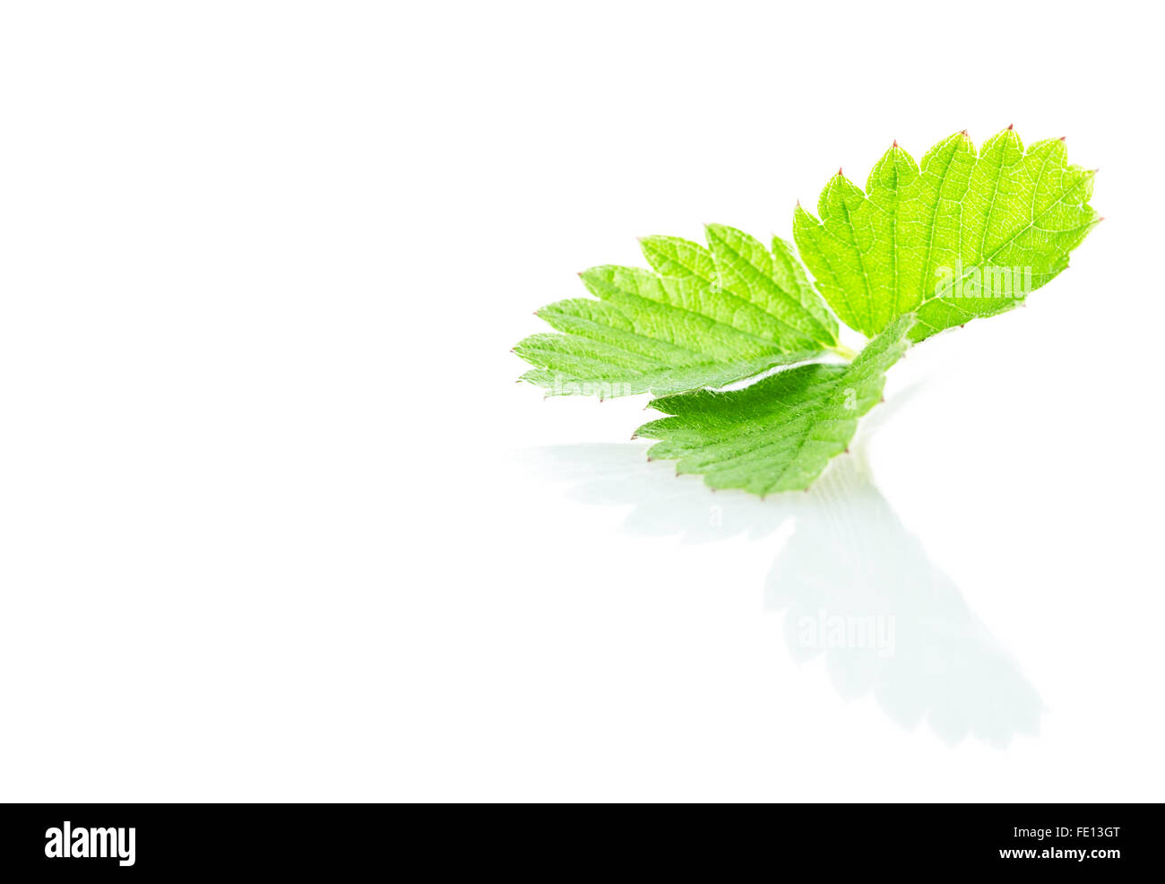 strawberry green leaf Isolated on white background Stock Photo - Alamy