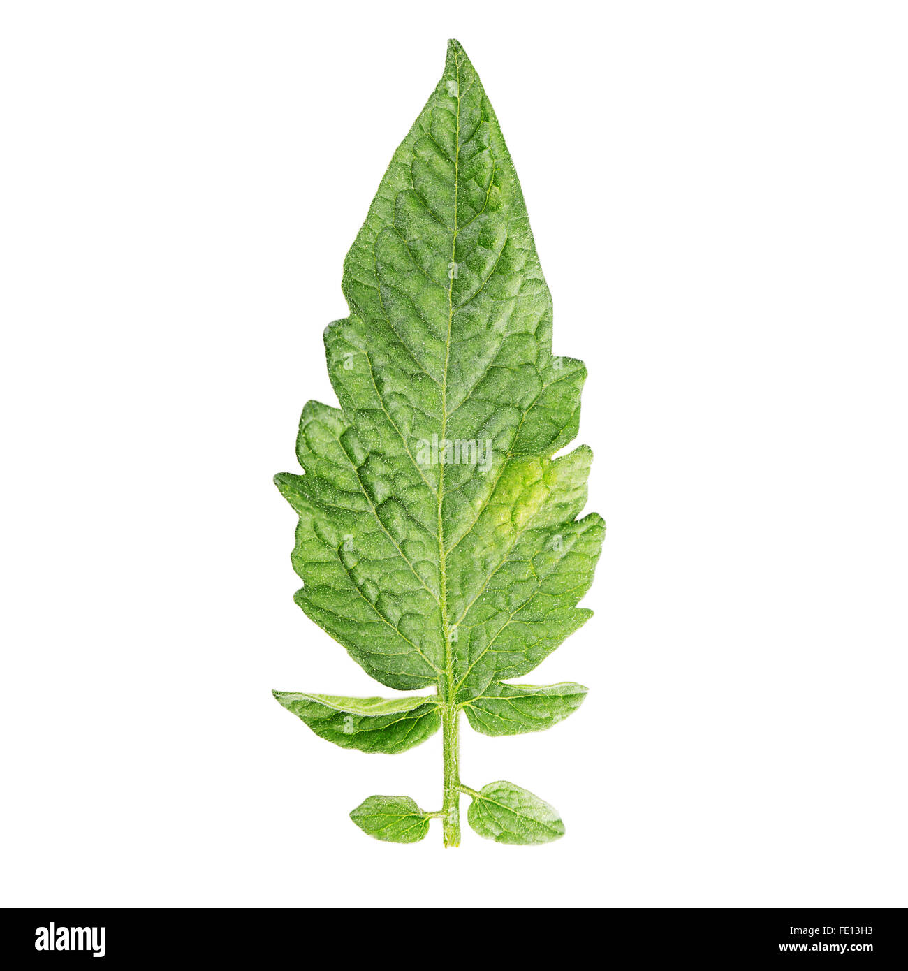 tomato leaf Isolated on white background Stock Photo - Alamy
