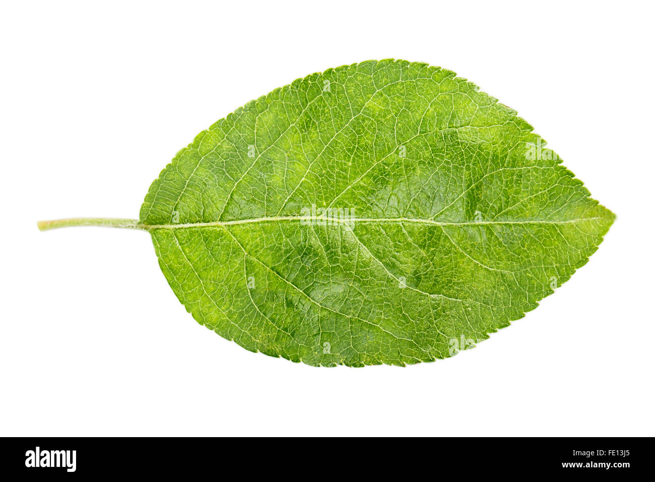 leaf apple Isolated on white background Stock Photo - Alamy