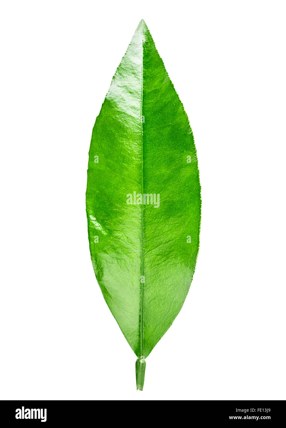lime leaf Isolated on white background Clipping Path Stock Photo - Alamy