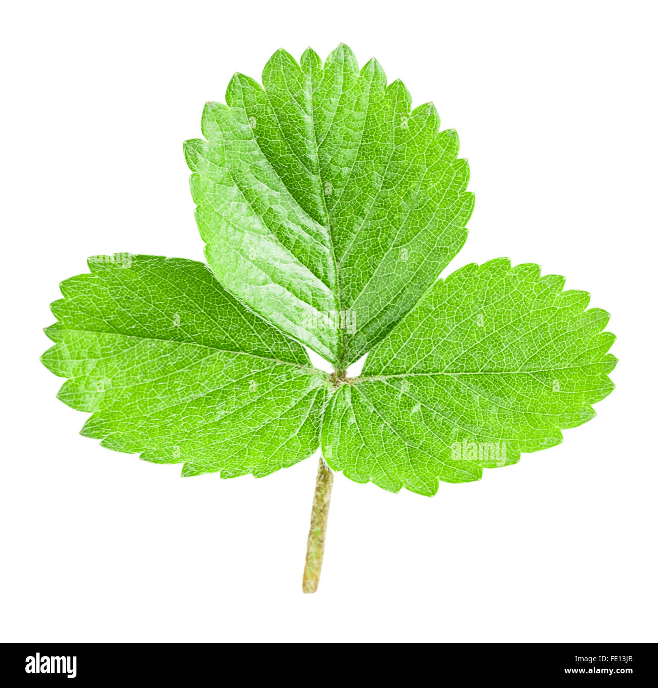 strawberry leaf Isolated on white background Clipping Path Stock Photo ...