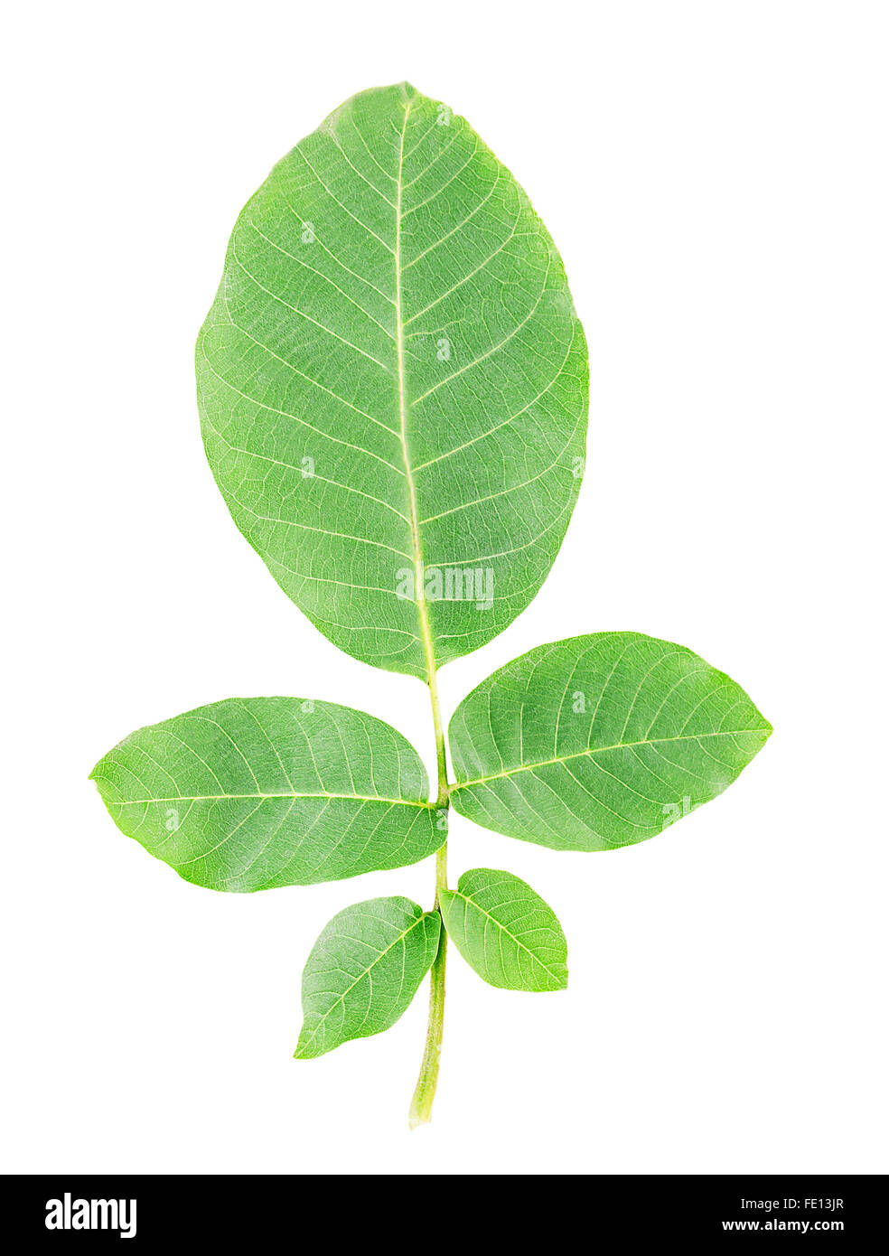 walnut leaves Isolated on white background Stock Photo - Alamy