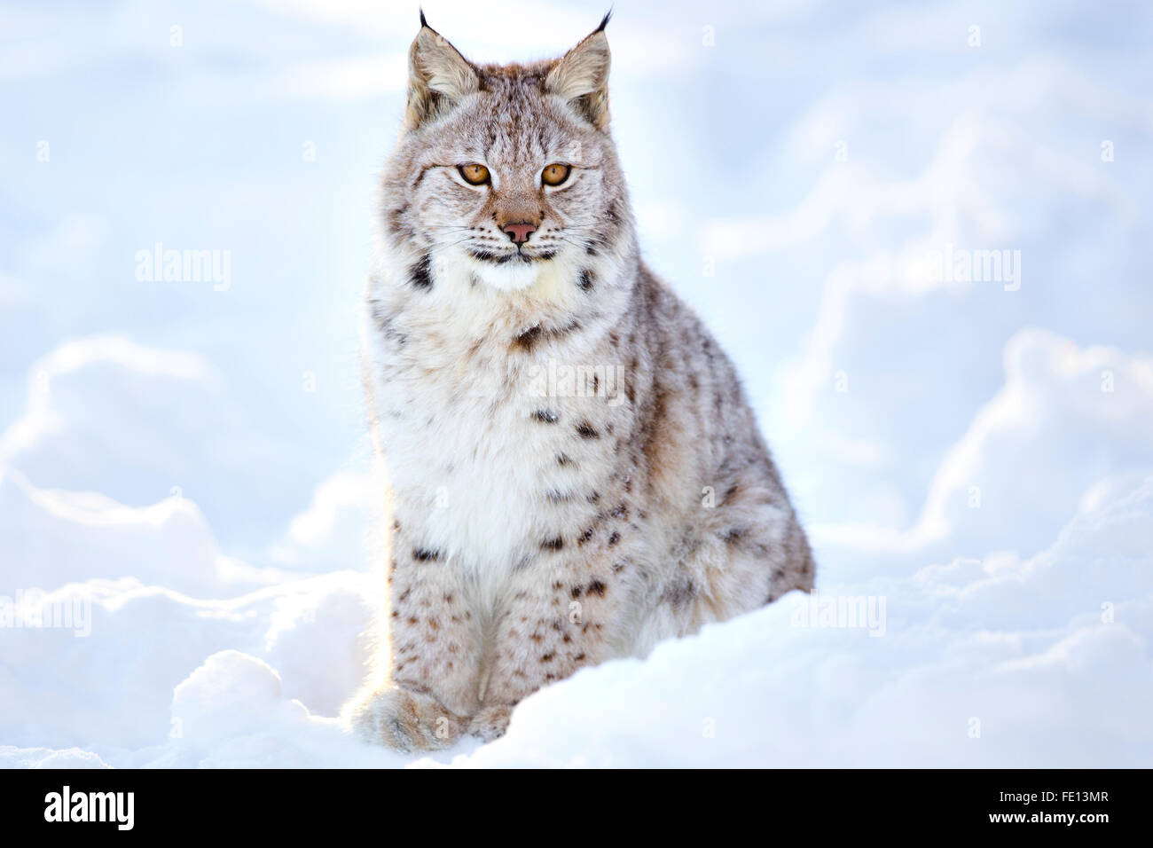 Lynx cub in snow lynx hi-res stock photography and images - Alamy